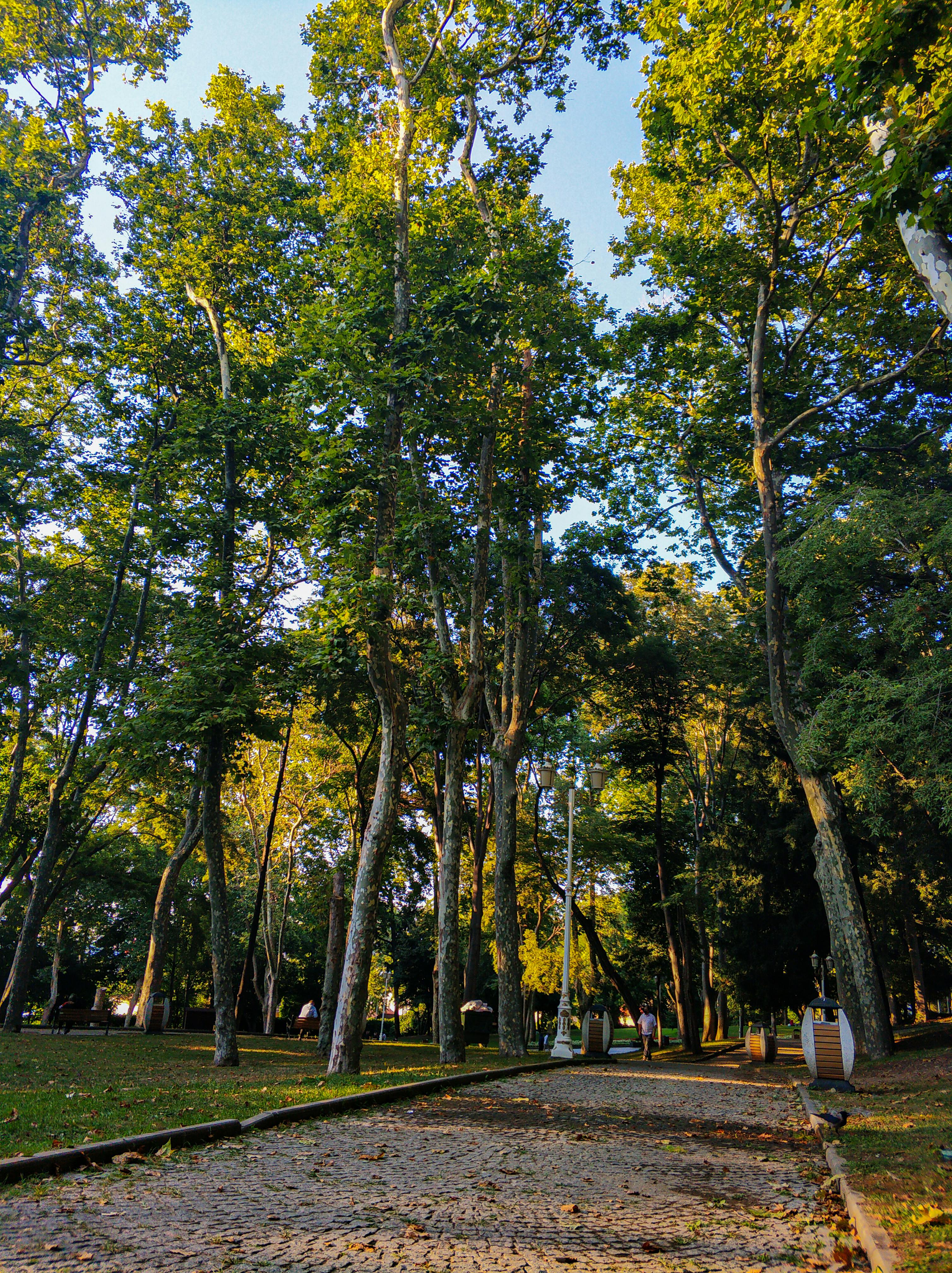 Forest Landscaping Photos, Download The BEST Free Forest Landscaping ...