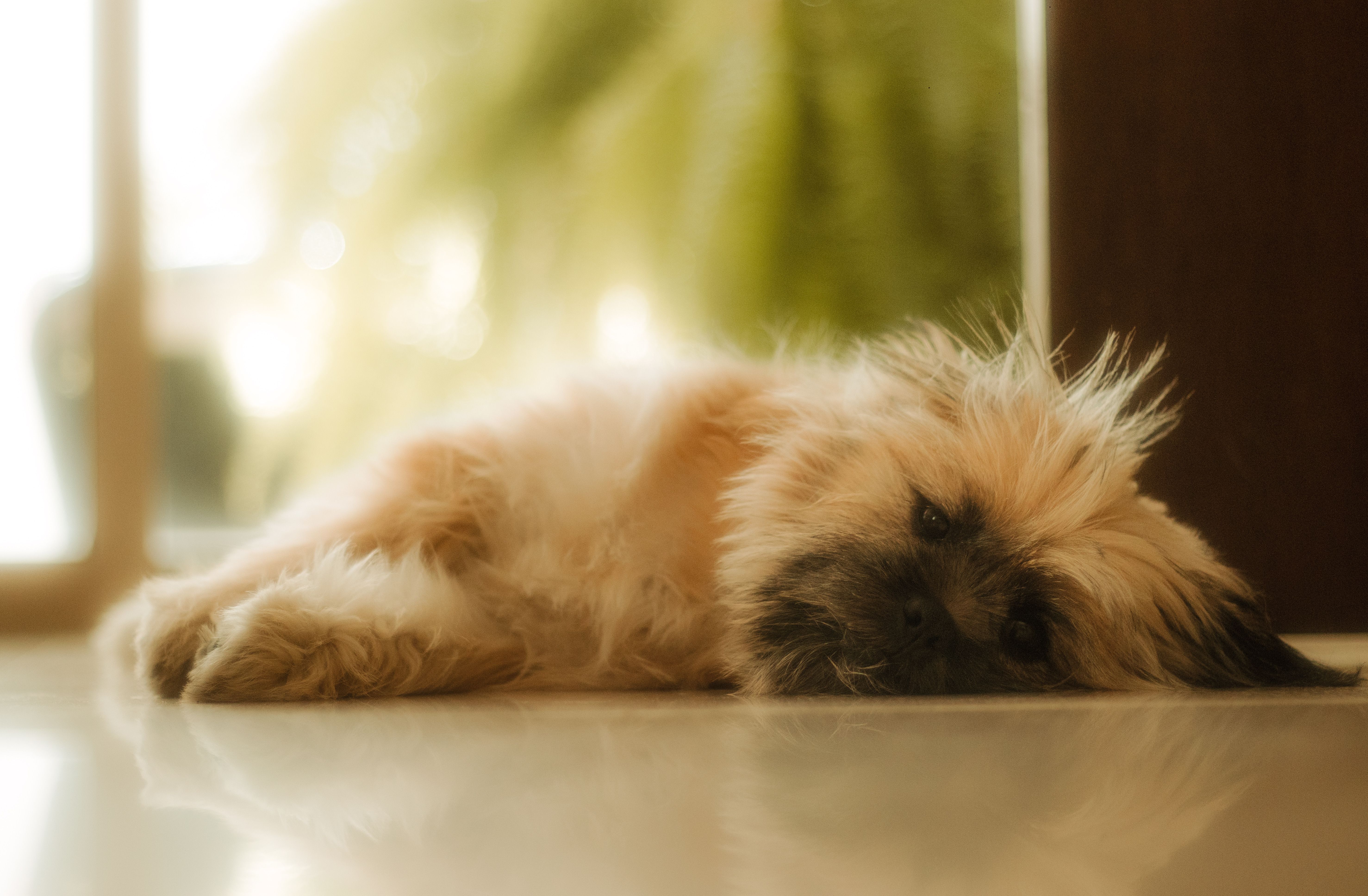 Adorable Puppy Relaxing on Warm Floor · Free Stock Photo