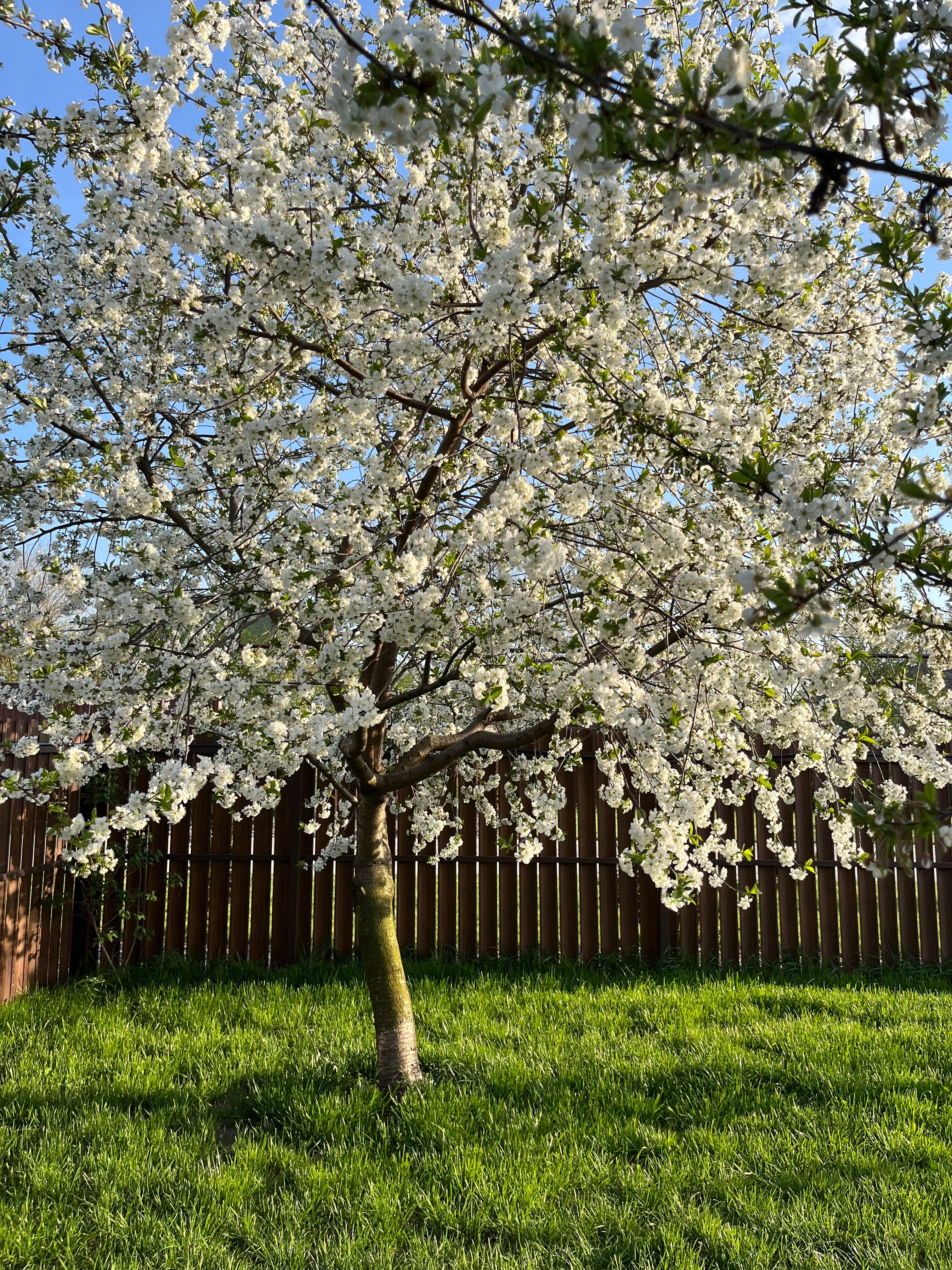 Cherry Blossom Tree in Full Spring Bloom · Free Stock Photo