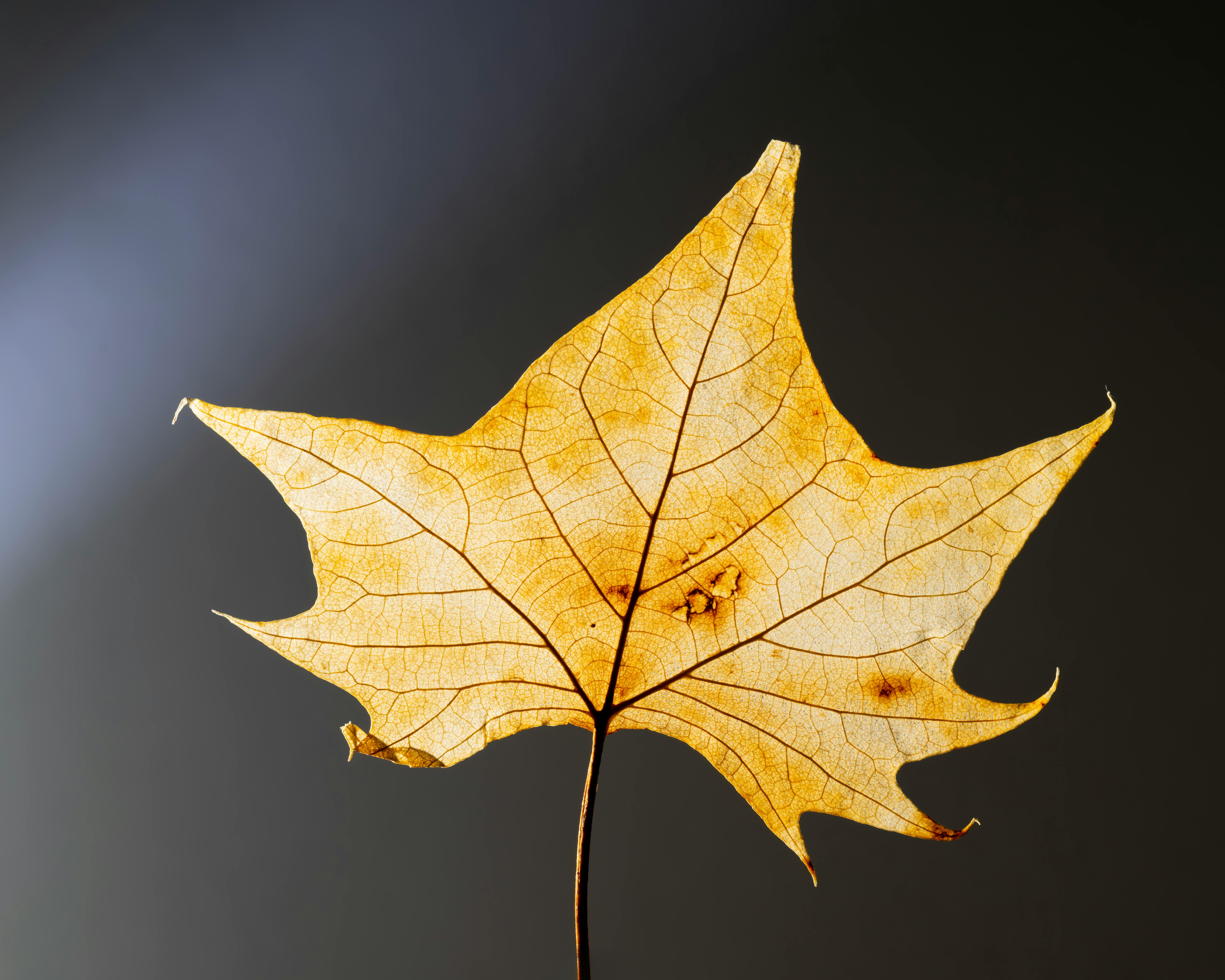 Falling Object Photos, Download The BEST Free Falling Object Stock ...