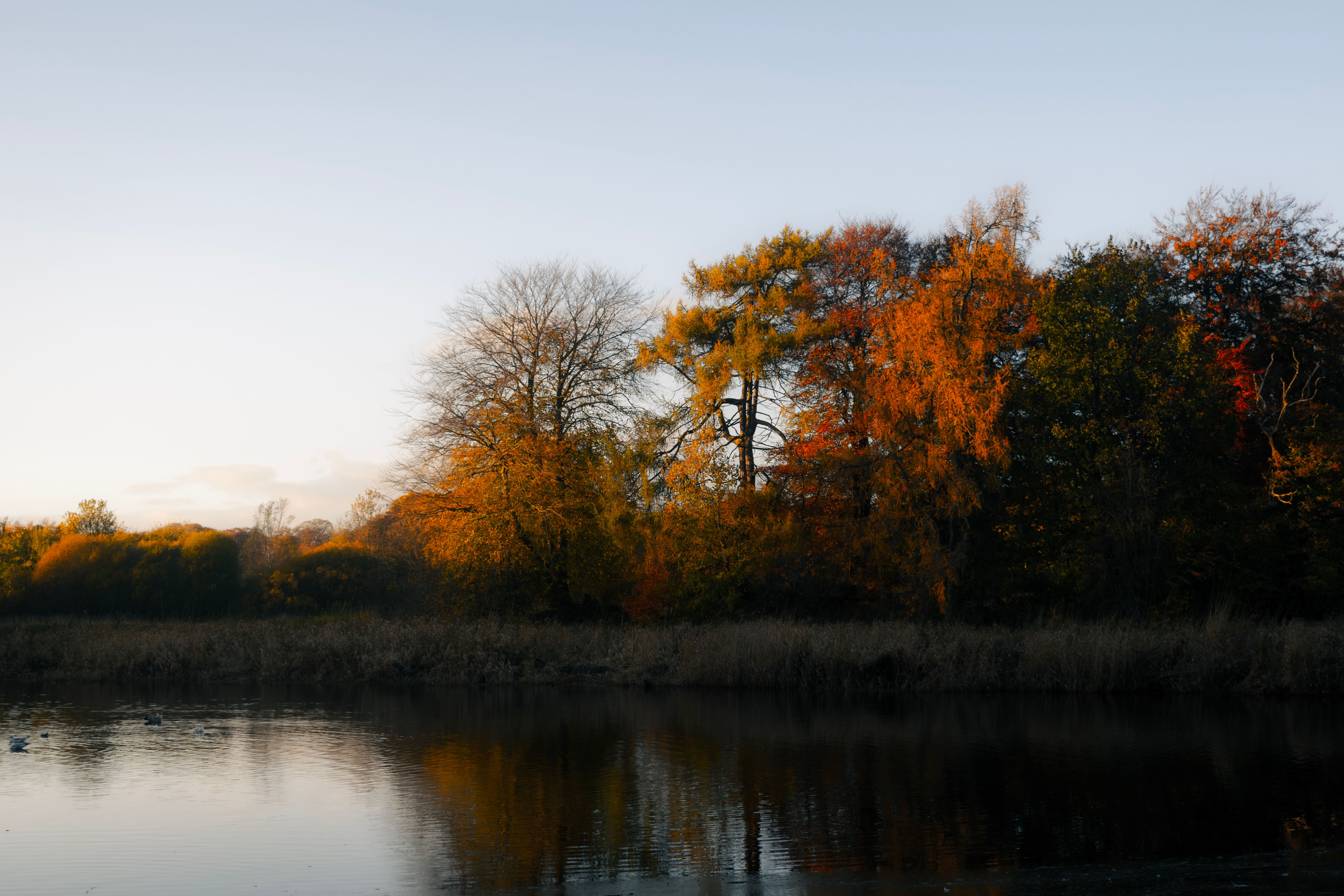 Serene Autumn Landscape at Sunset · Free Stock Photo