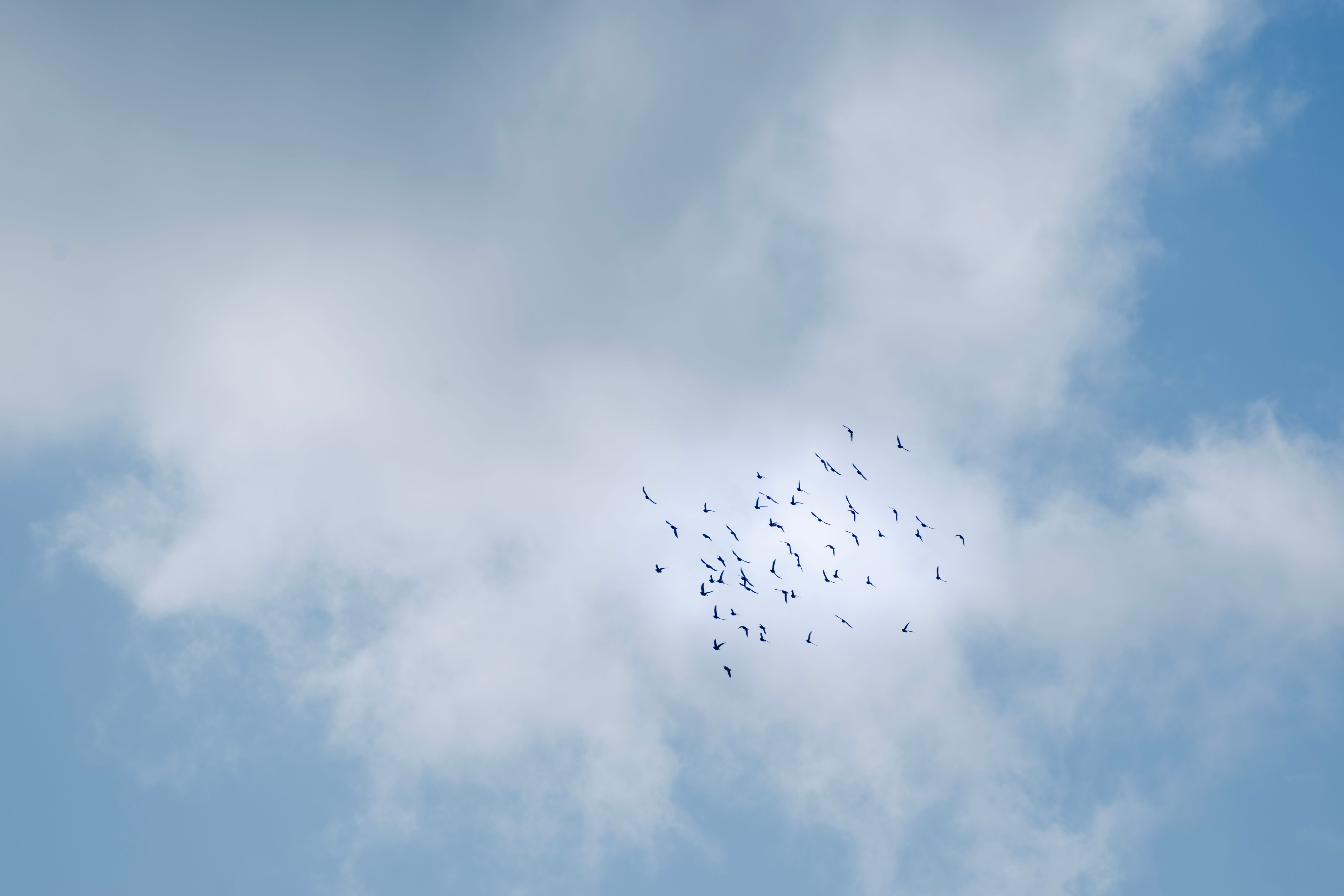 Flock of Birds Soaring Against Blue Sky · Free Stock Photo