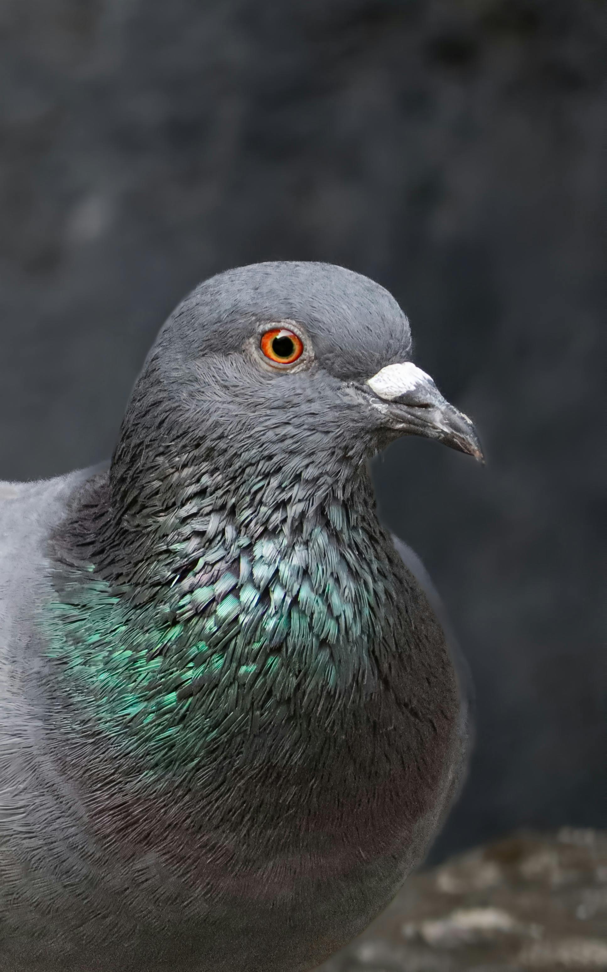 Close-up Portrait of a Rock Pigeon in Mumbai · Free Stock Photo
