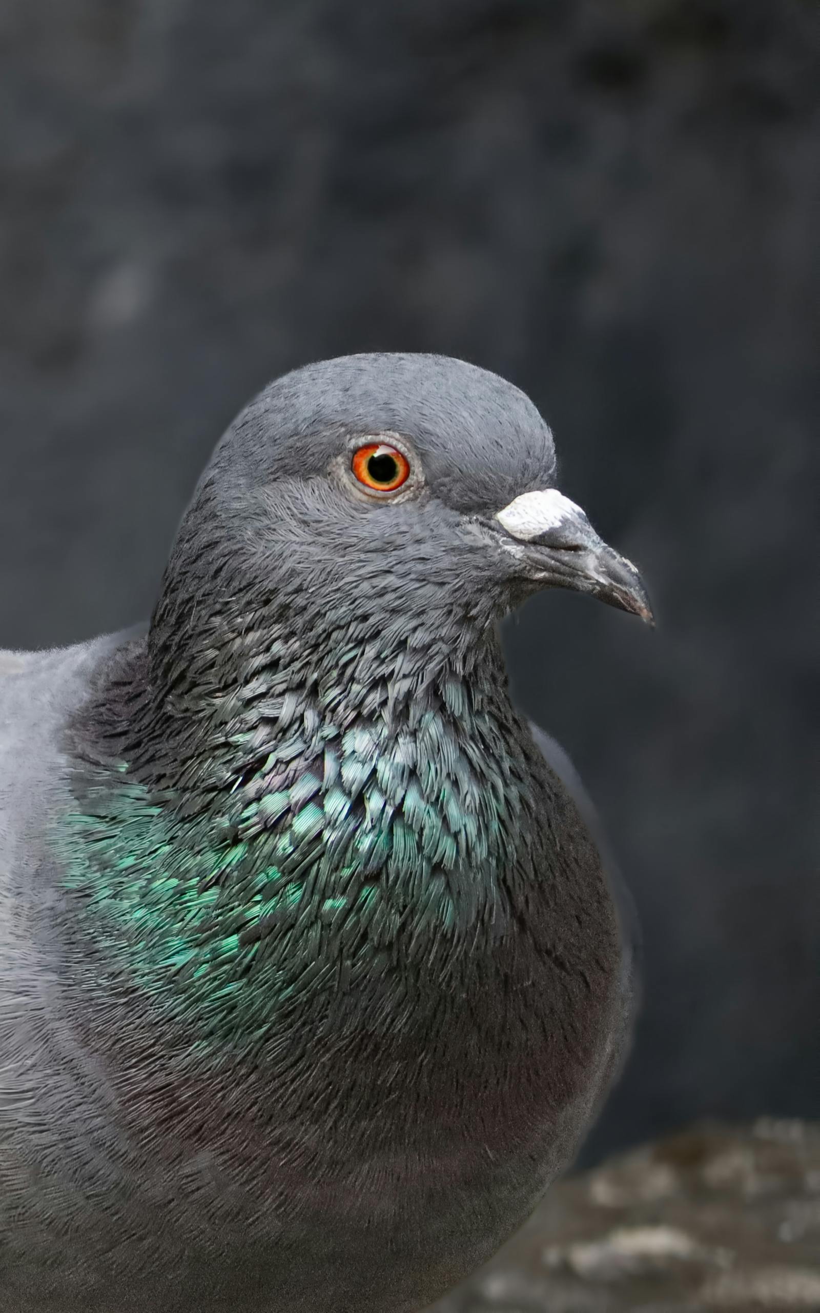 Pigeon Images Photos, Download The BEST Free Pigeon Images Stock Photos ...