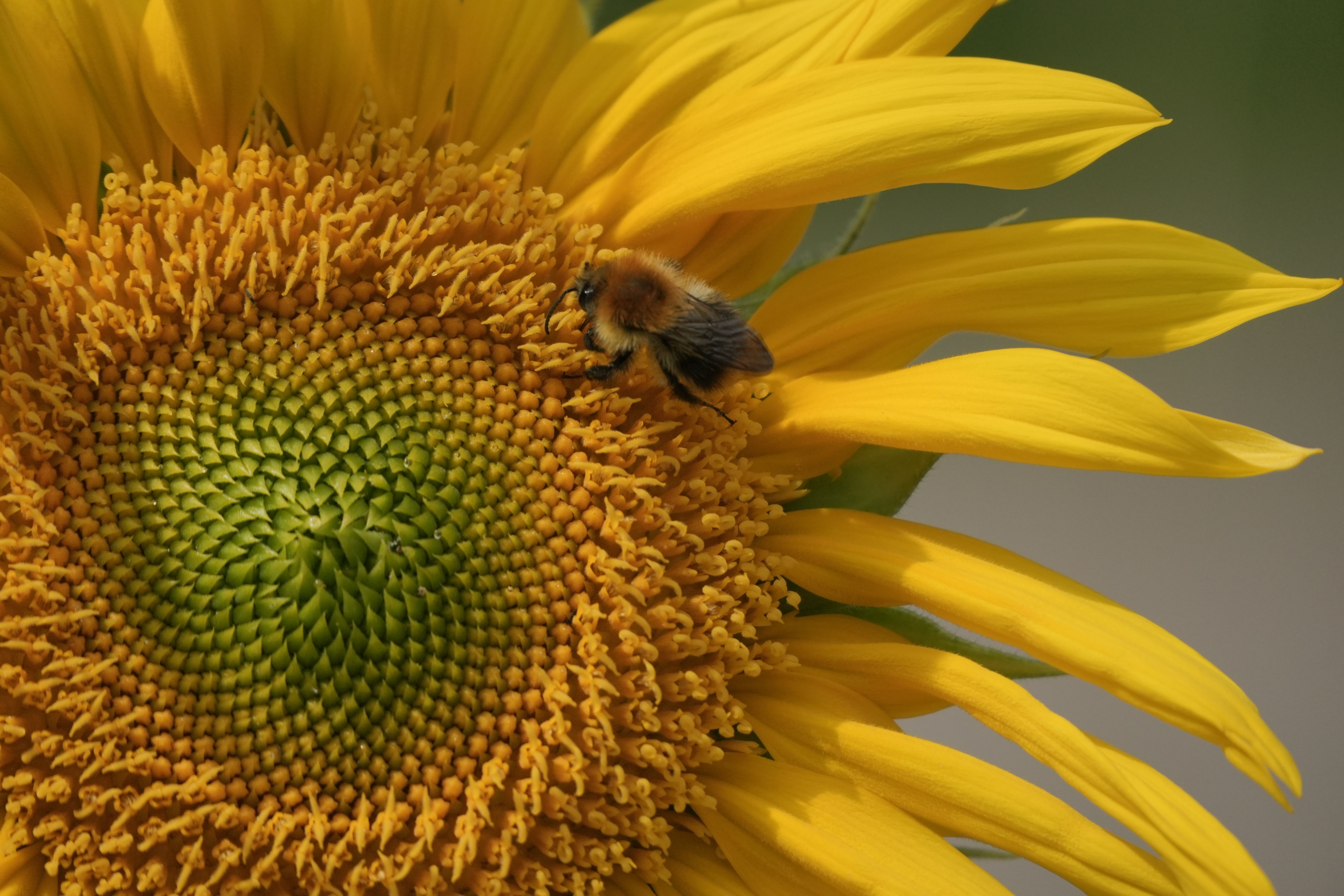 Close-up of Bee Pollinating a Vibrant Sunflower · Free Stock Photo