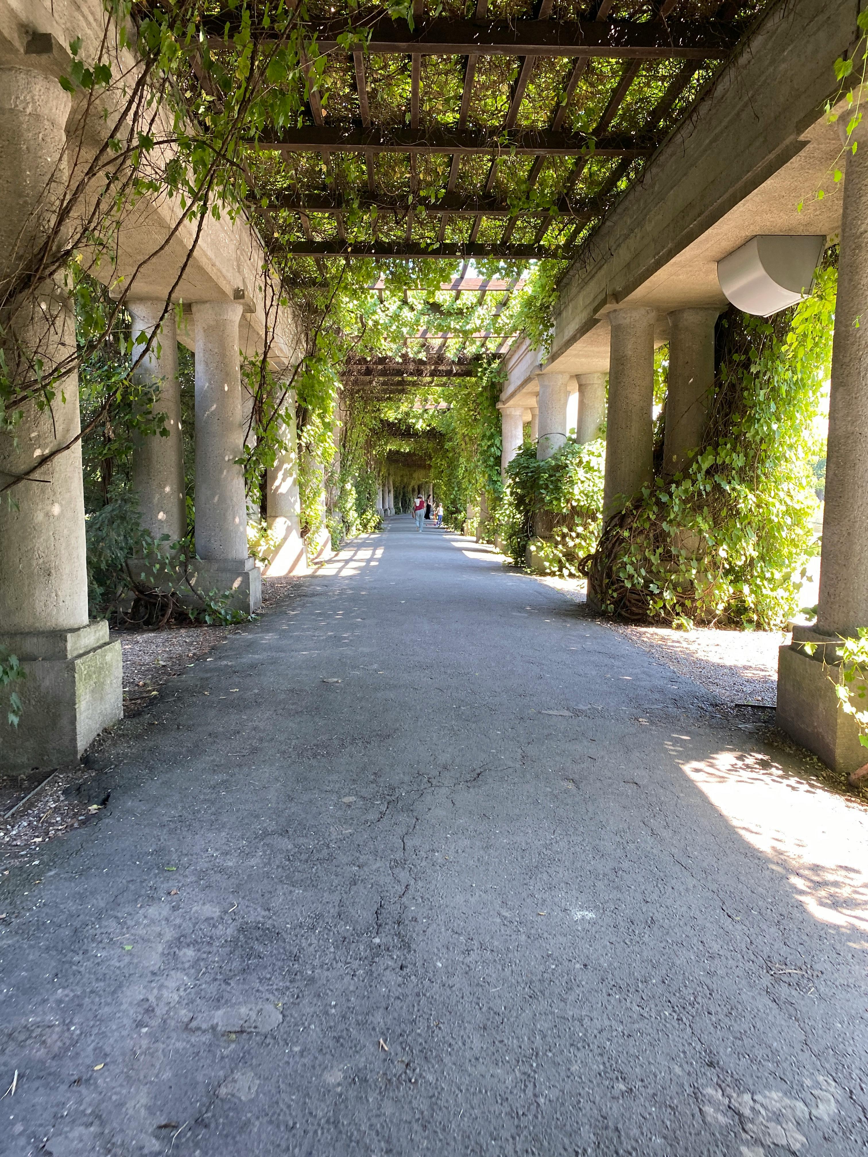Beautiful Vine-Covered Colonnade Pathway · Free Stock Photo