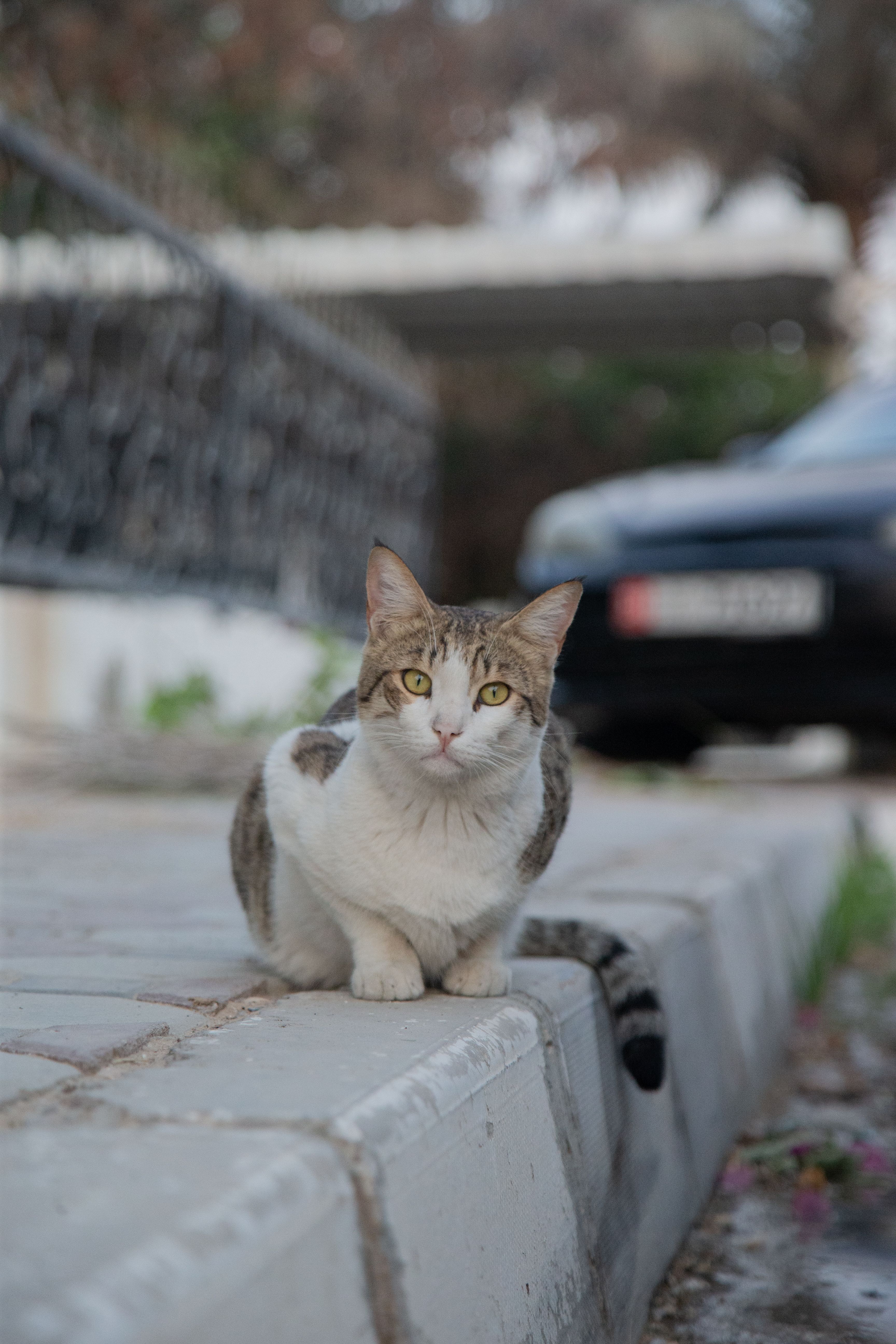 Street Cat on a Pavement with Blurred Car Background · Free Stock Photo