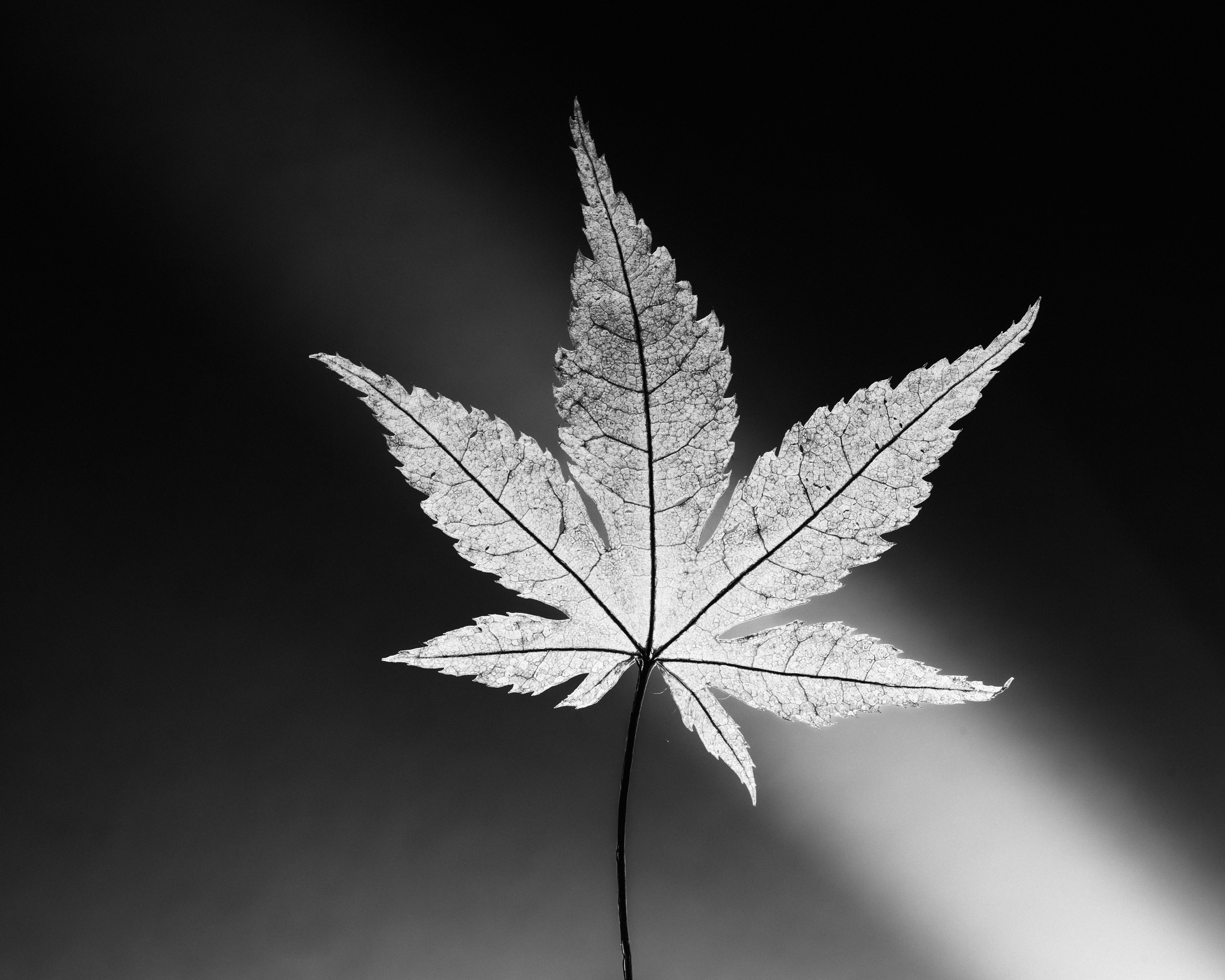 Koyu Arka Plana Karşı Tek Renkli Yaprak Silueti · Ücretsiz Stok Fotoğraf