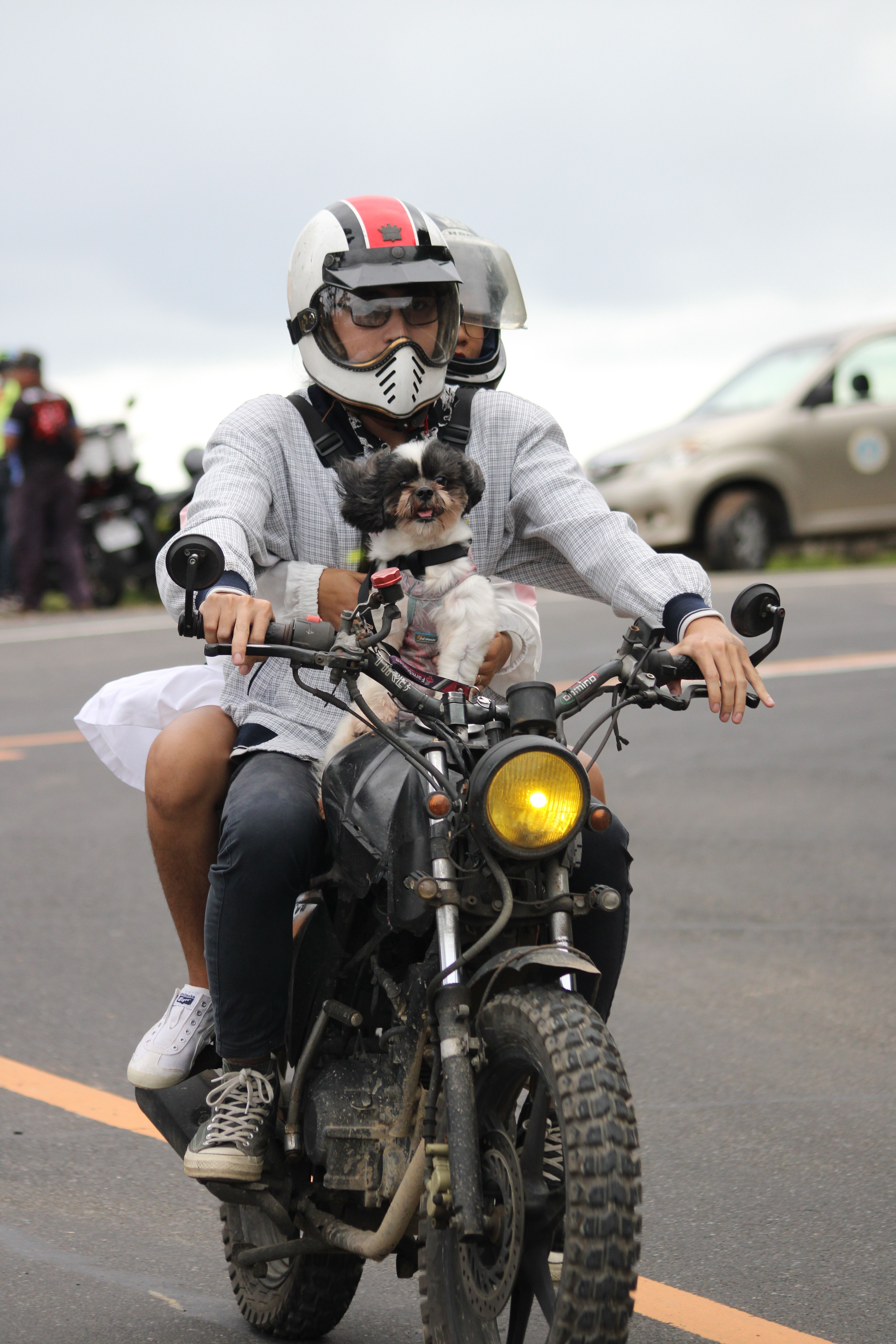 Dog Riding Motorcycle Photos, Download The BEST Free Dog Riding ...