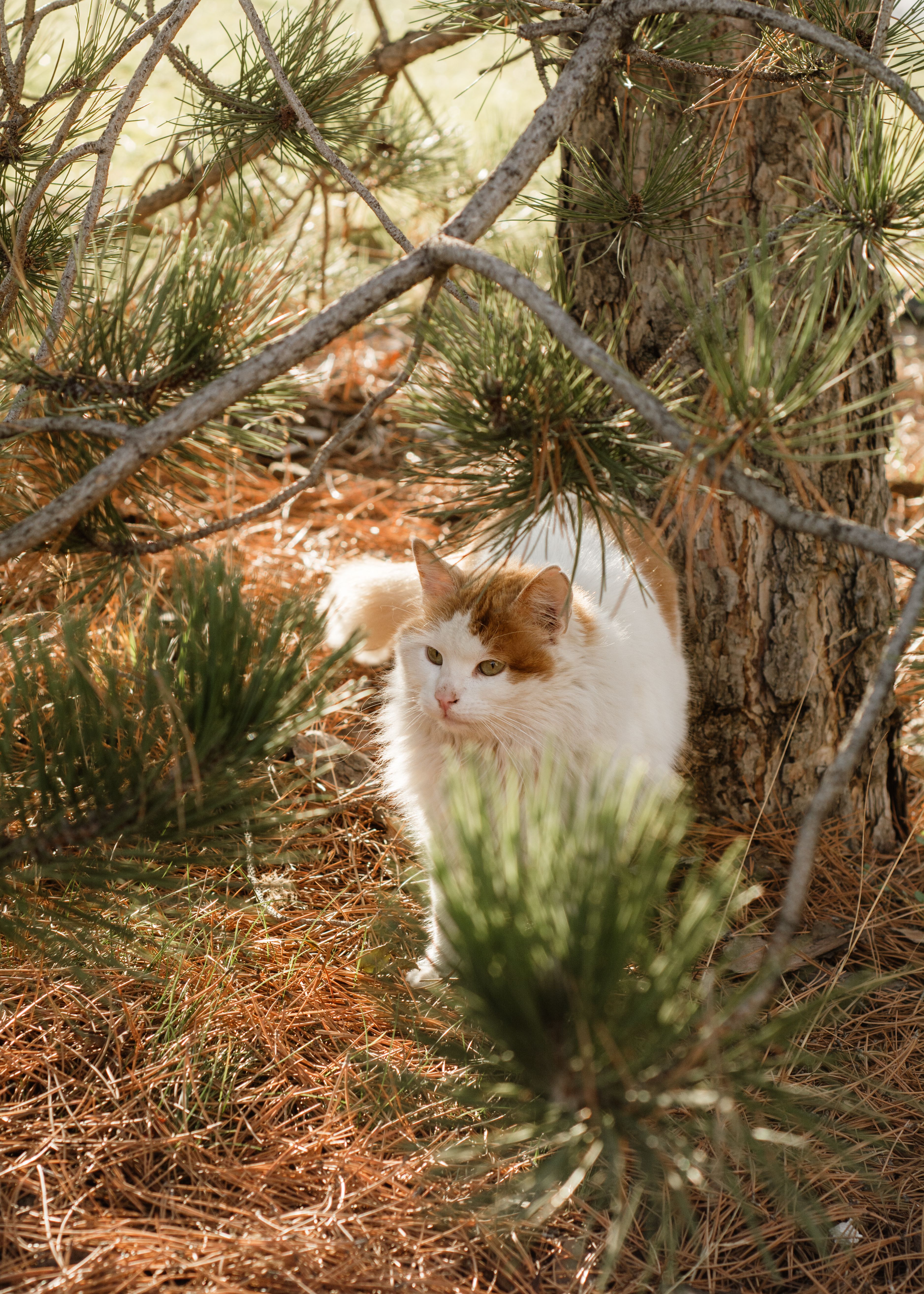 Fluffy Cat Under Pine Tree in Autumn Sunlight · Free Stock Photo