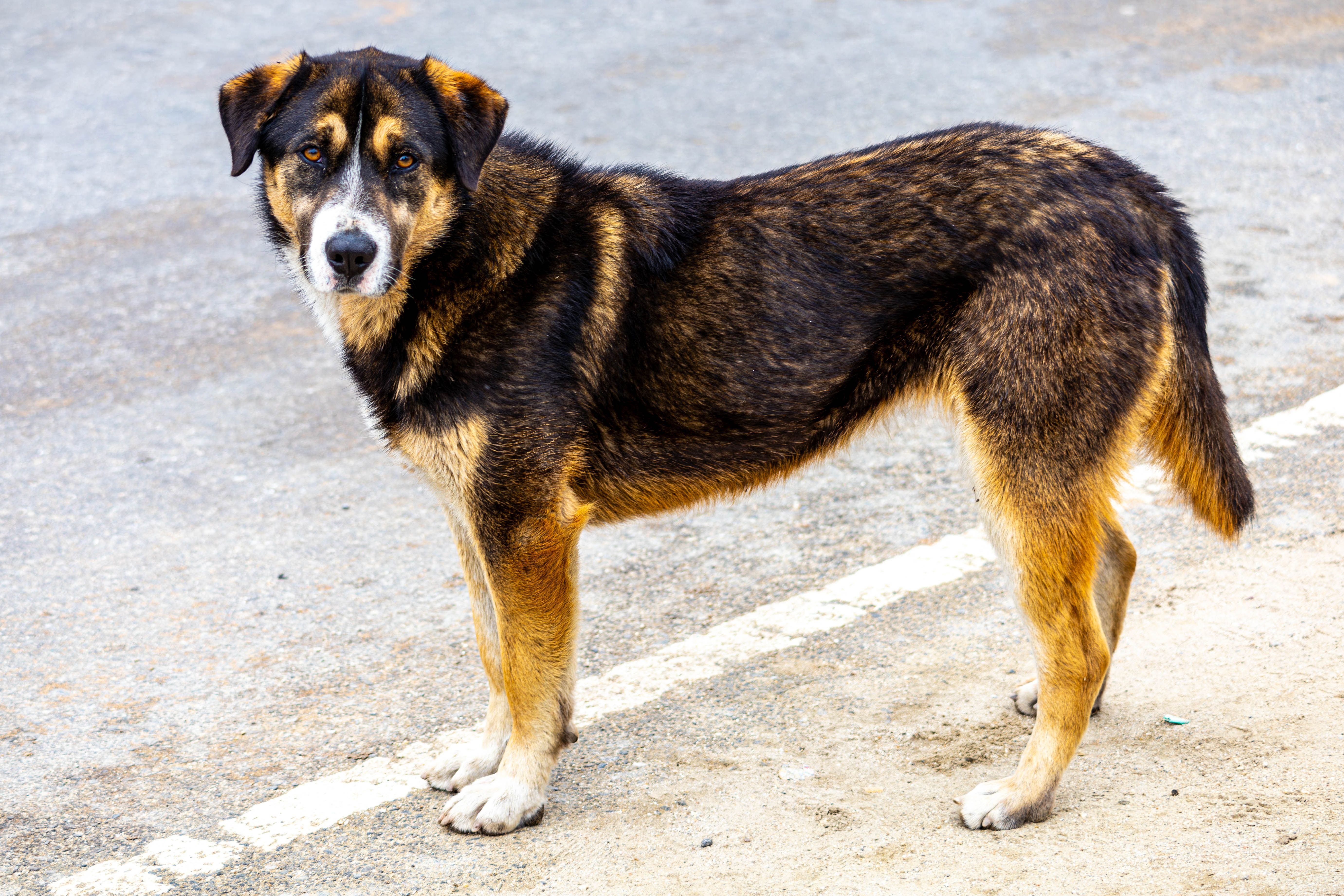 Street Dog Standing on Urban Pavement · Free Stock Photo