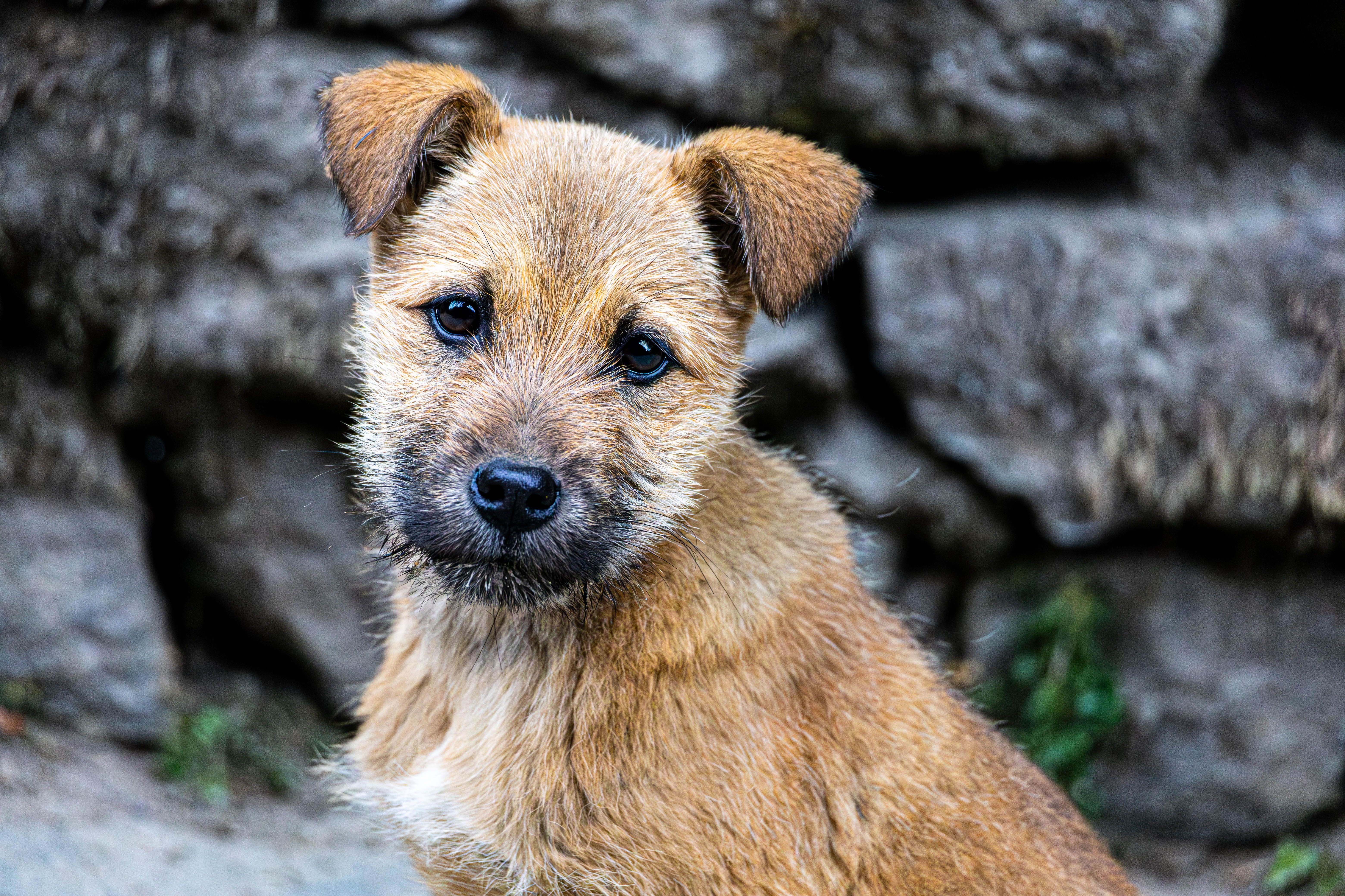 Adorable Brown Puppy Posing Outdoors · Free Stock Photo
