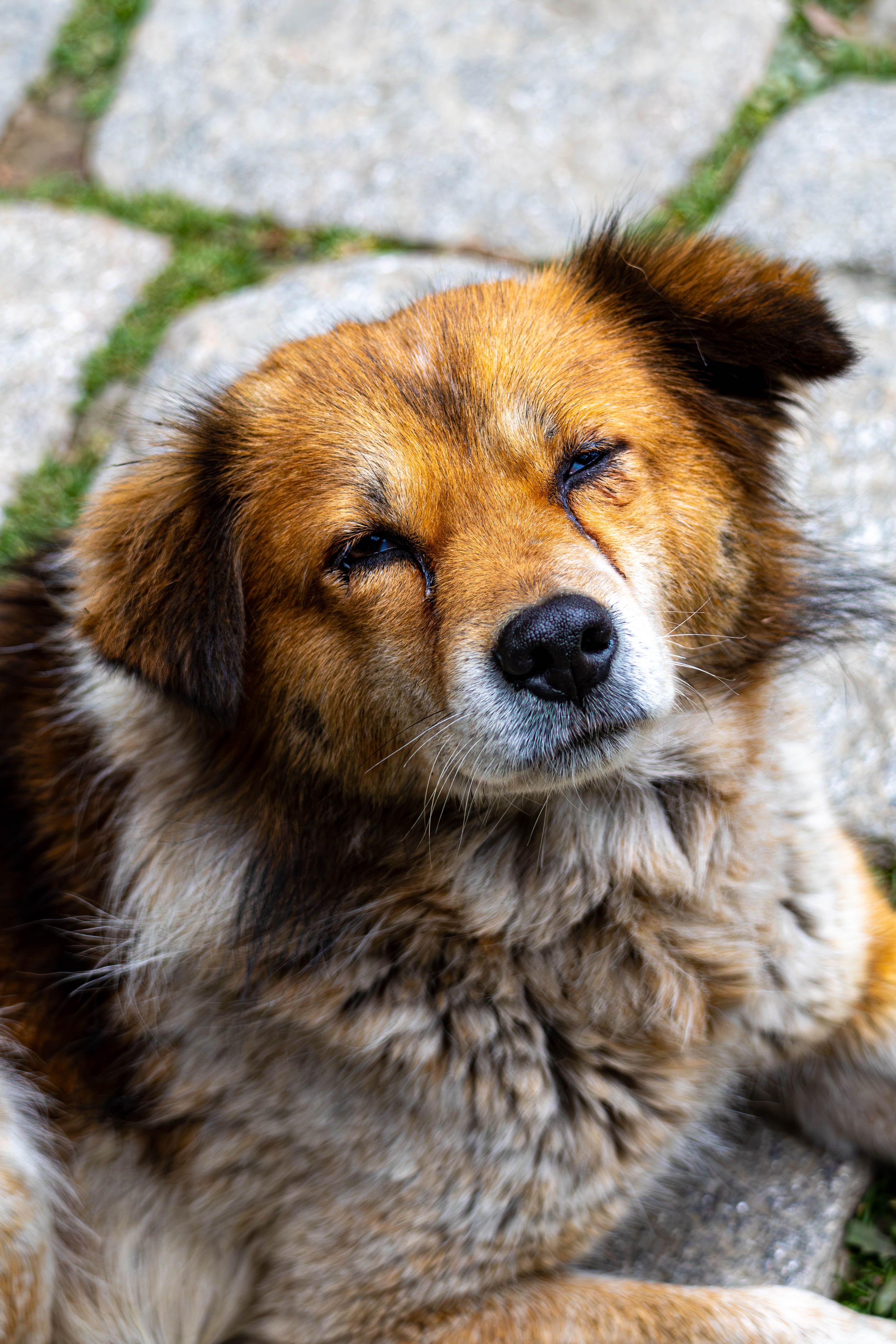 Close-up Portrait of a Fluffy Mixed-Breed Dog · Free Stock Photo