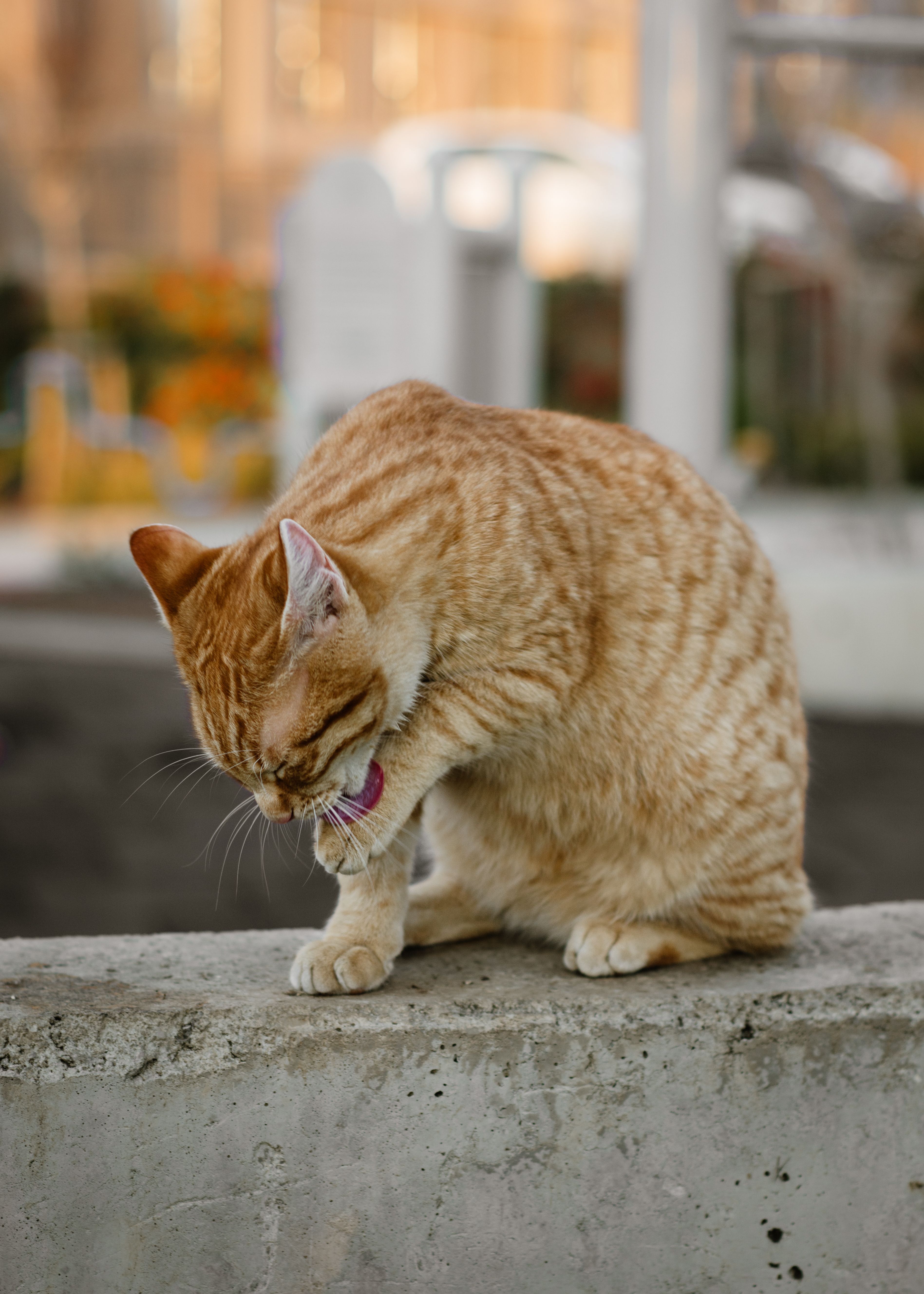 Orange Tabby Cat Grooming on Concrete Wall Outdoors · Free Stock Photo