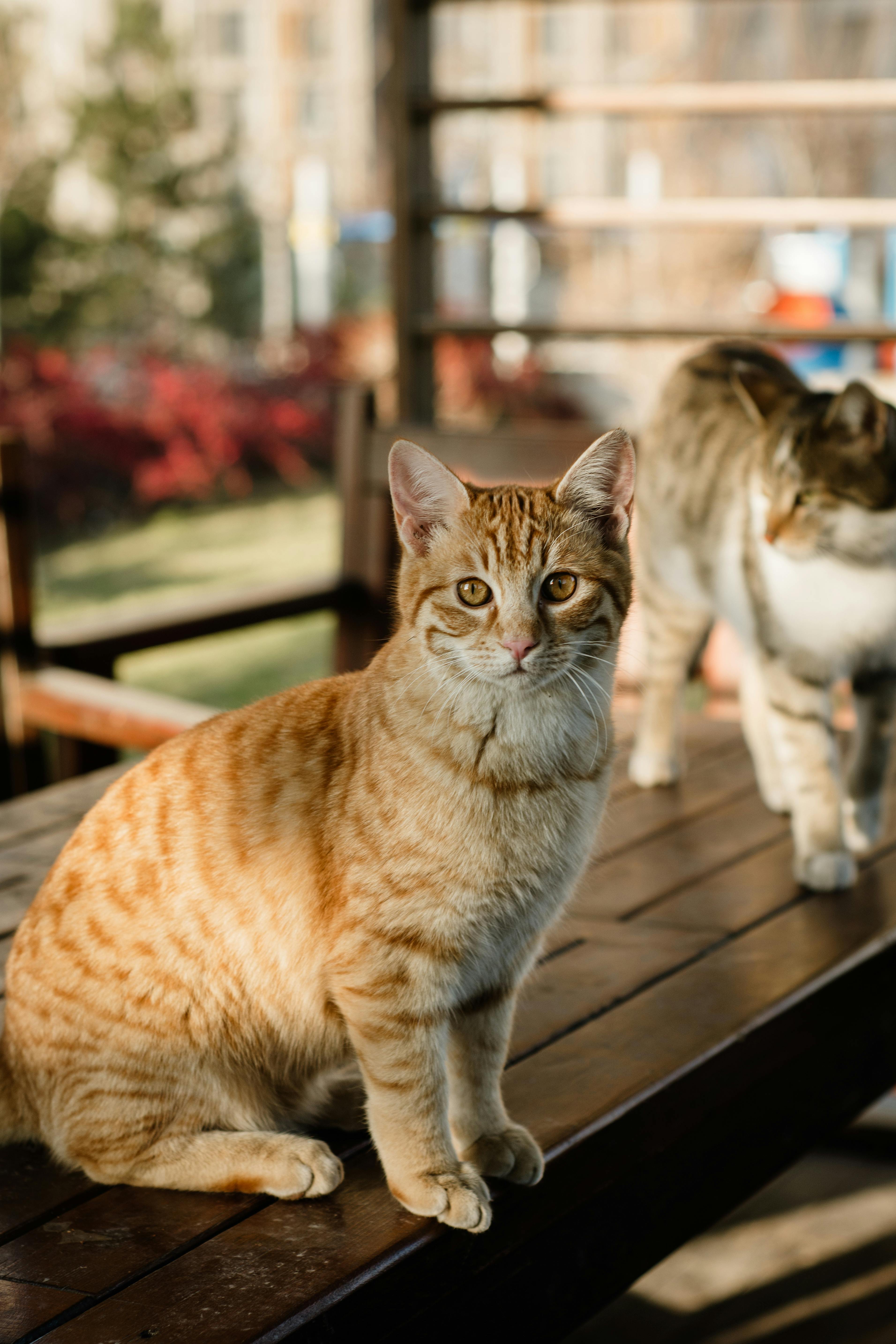 Curious Orange Tabby Cat on Wooden Bench Outdoors · Free Stock Photo