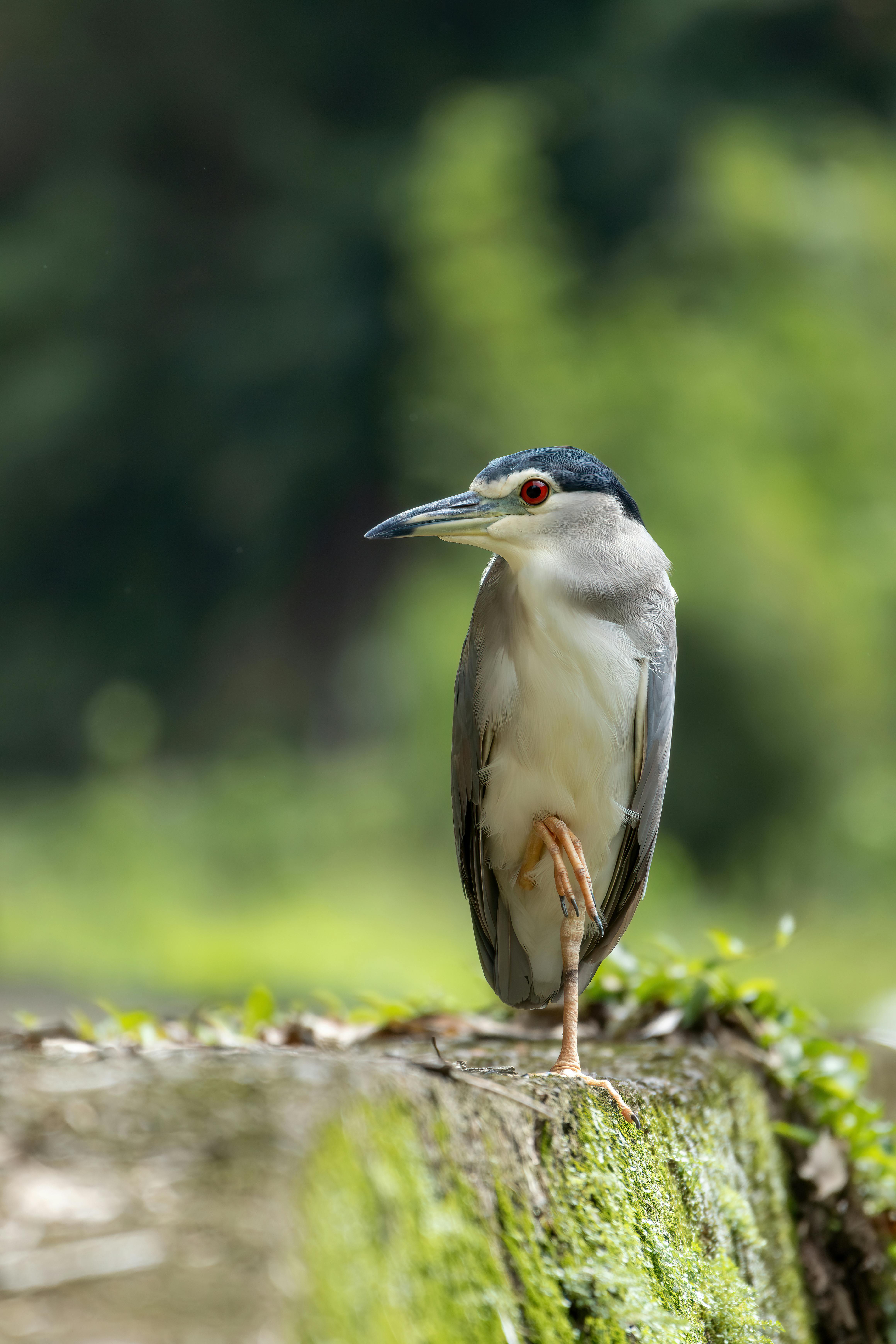 Garza Nocturna Coronada De Negro, Ave Zancuda Con Una Distintiva Corona ...