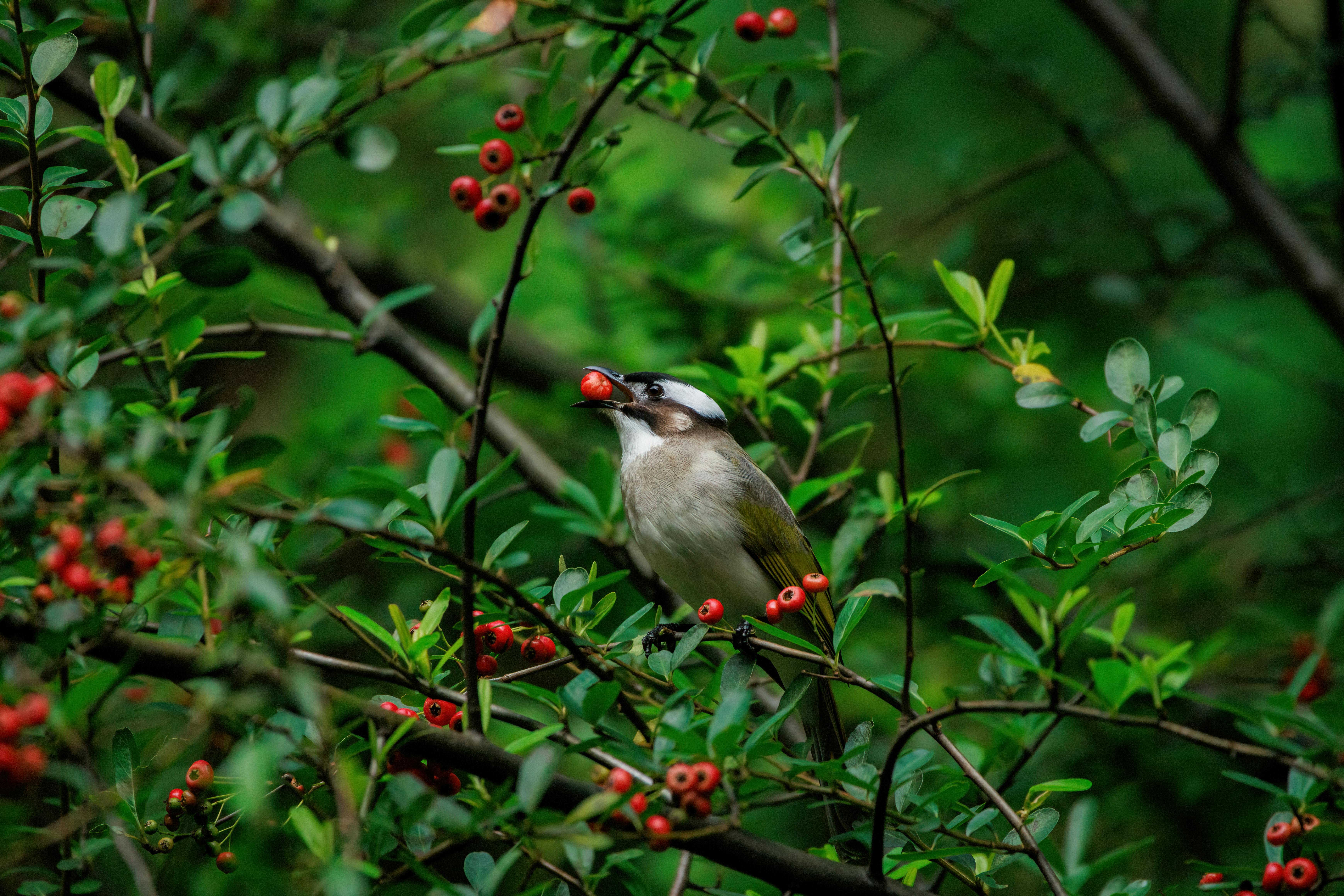 Colorful Bird Eating Berries in Lush Greenery · Free Stock Photo
