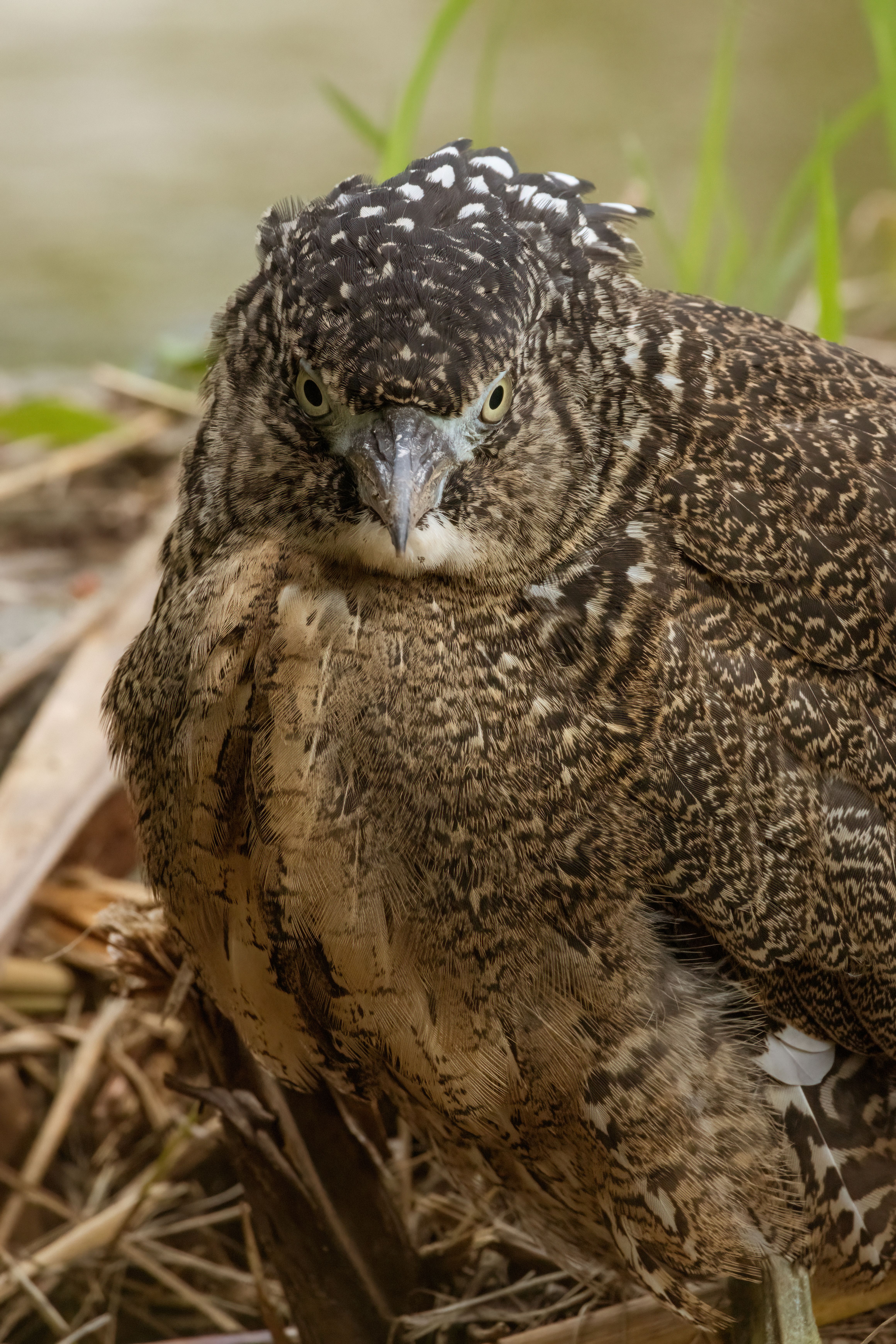 Close-up Portrait of Brown Bird with Patterned Feathers · Free Stock Photo