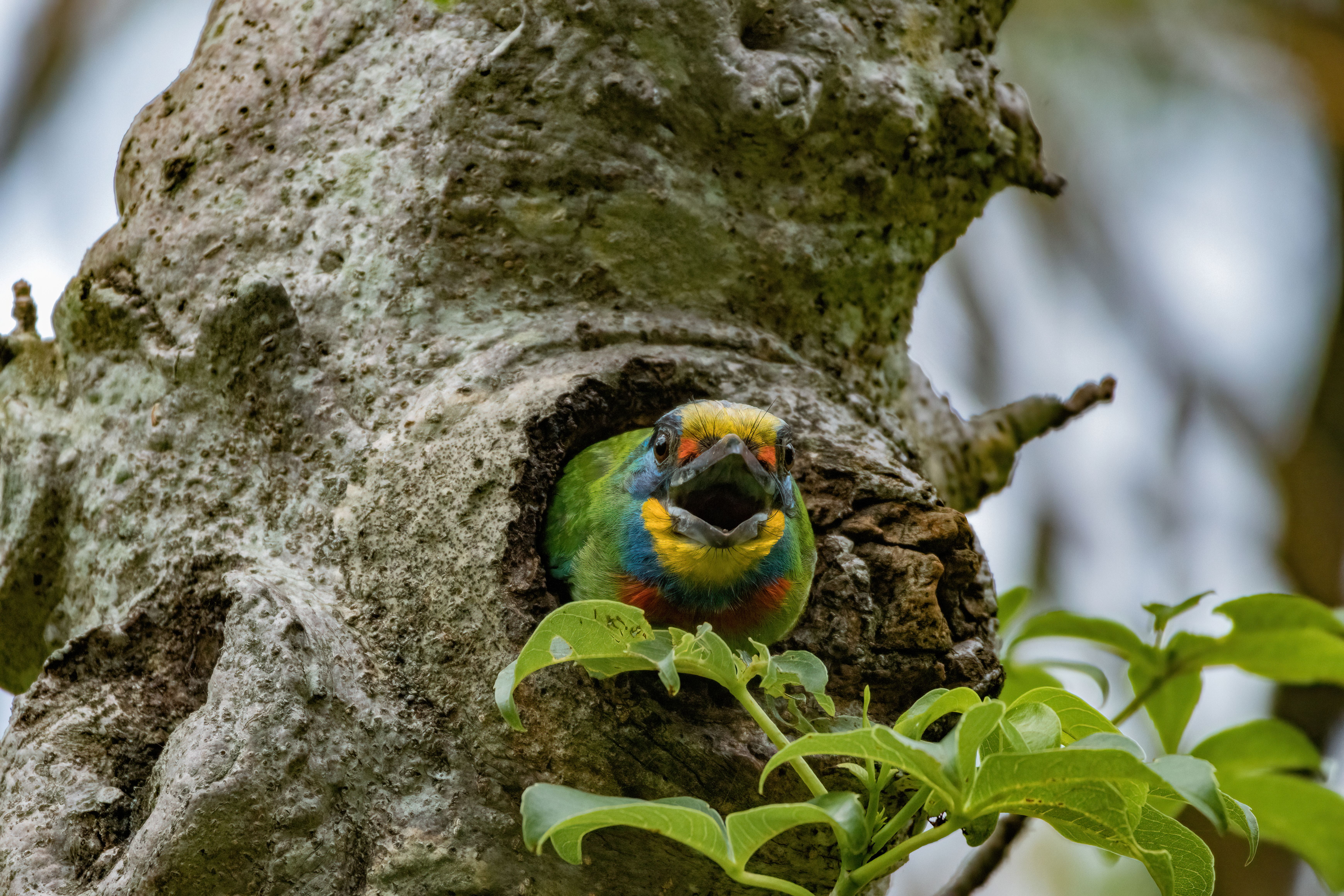 Vibrant Bird in Tree Hollow Close-up · Free Stock Photo