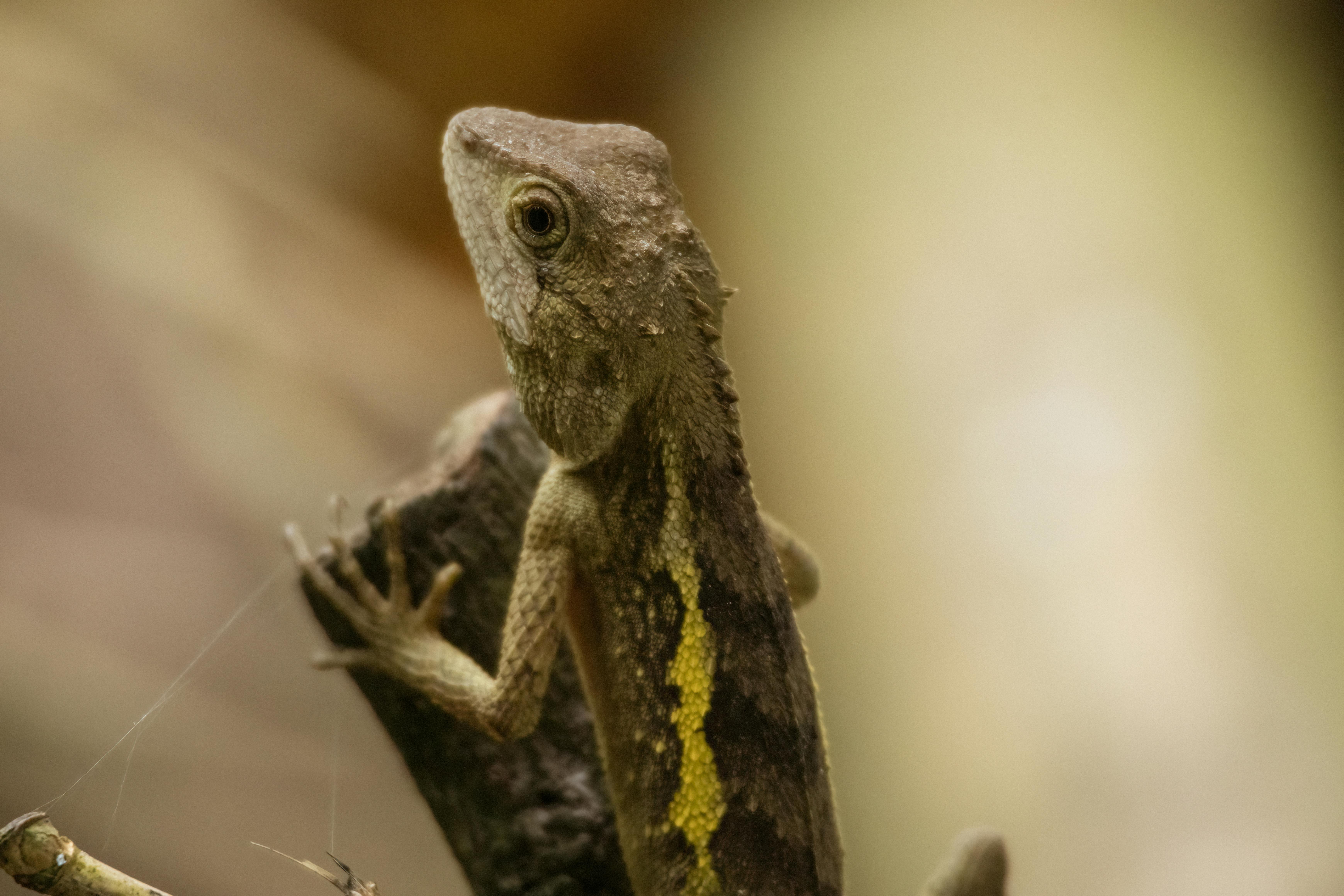 Close-up of a Lizard on a Branch in Nature · Free Stock Photo