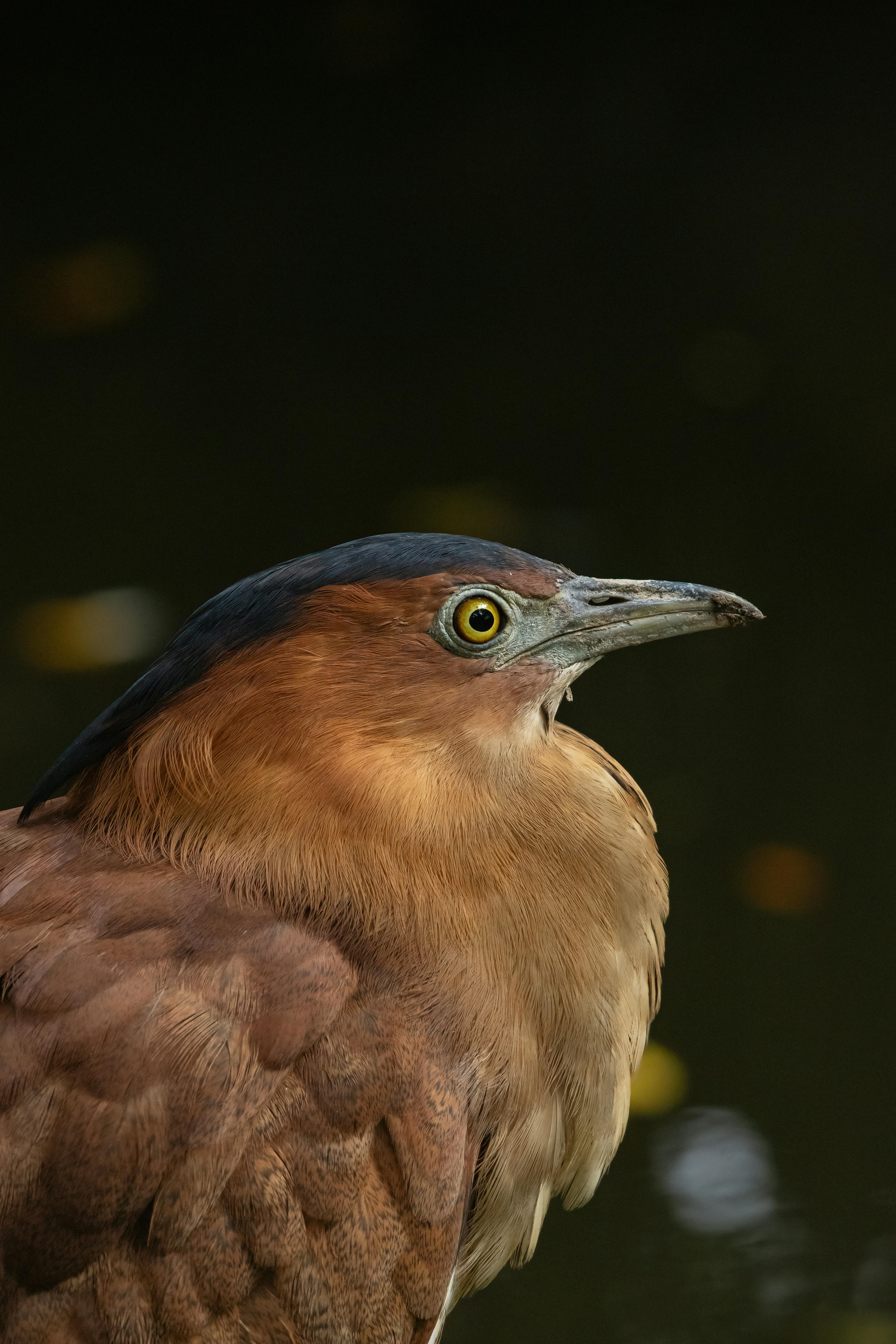 Close-Up Portrait of a Colorful Bird in Nature · Free Stock Photo