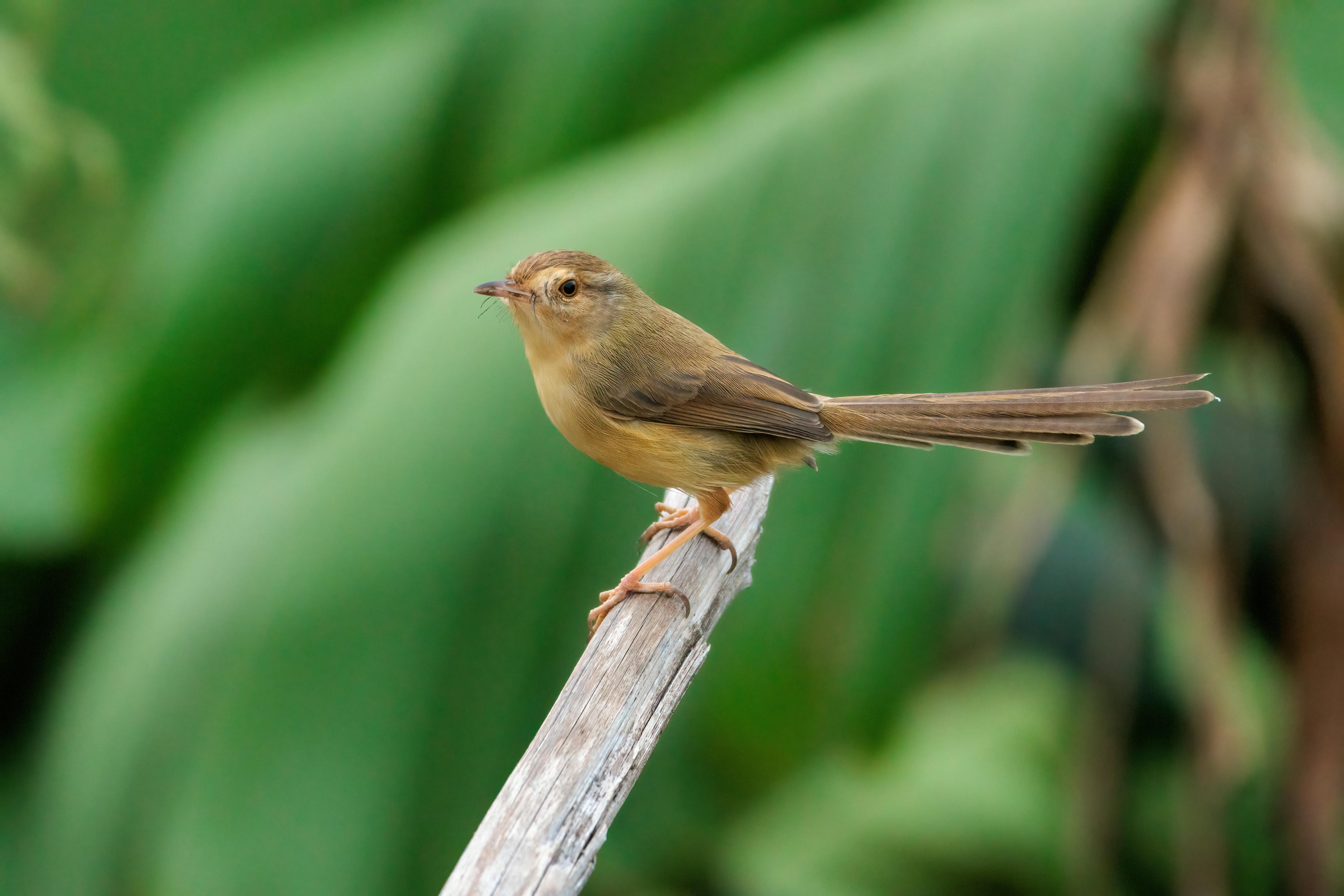 Close-up of Brightly Colored Bird on Branch · Free Stock Photo