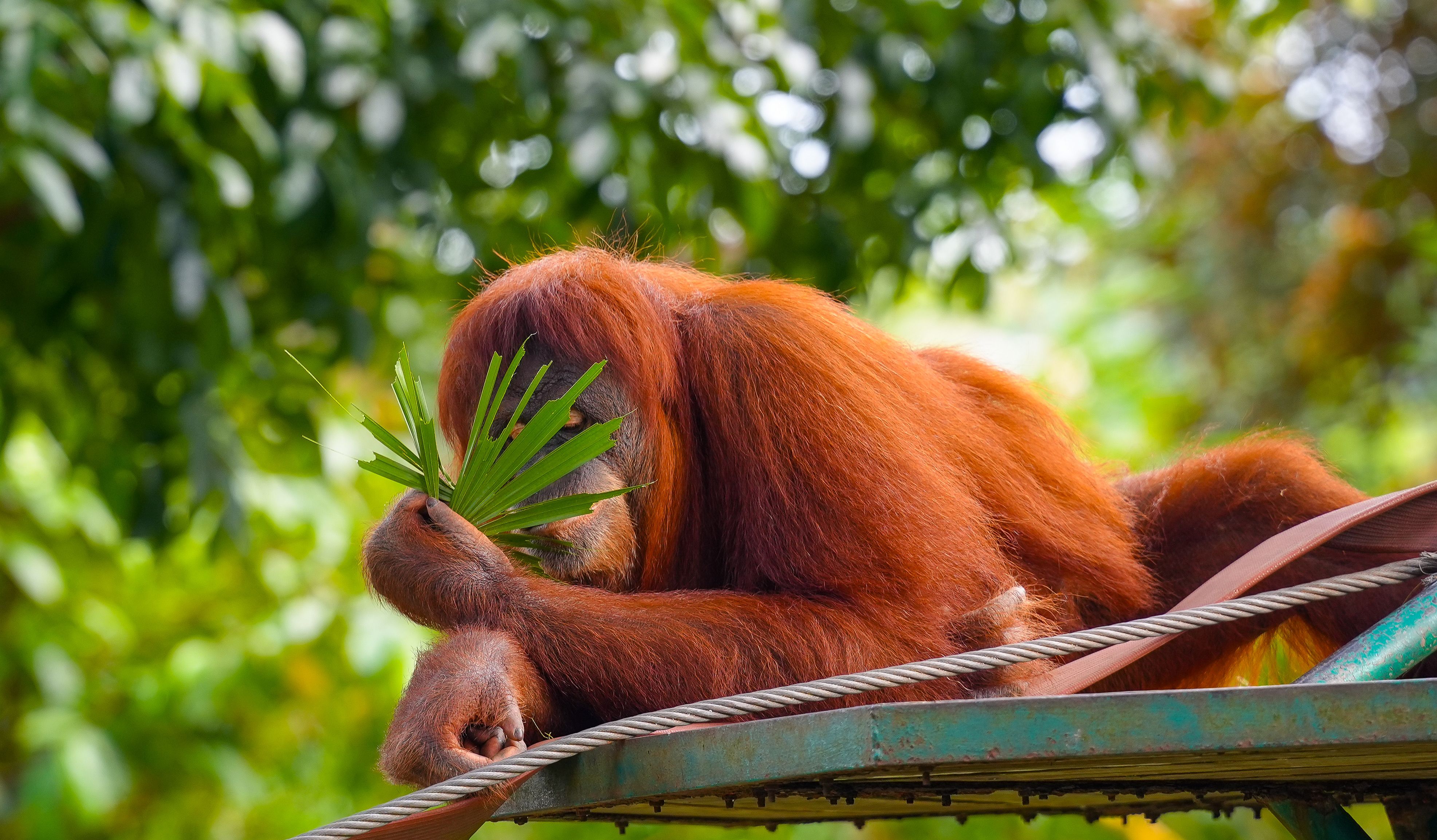 Orangutan Resting with Leaf in Lush Jungle · Free Stock Photo