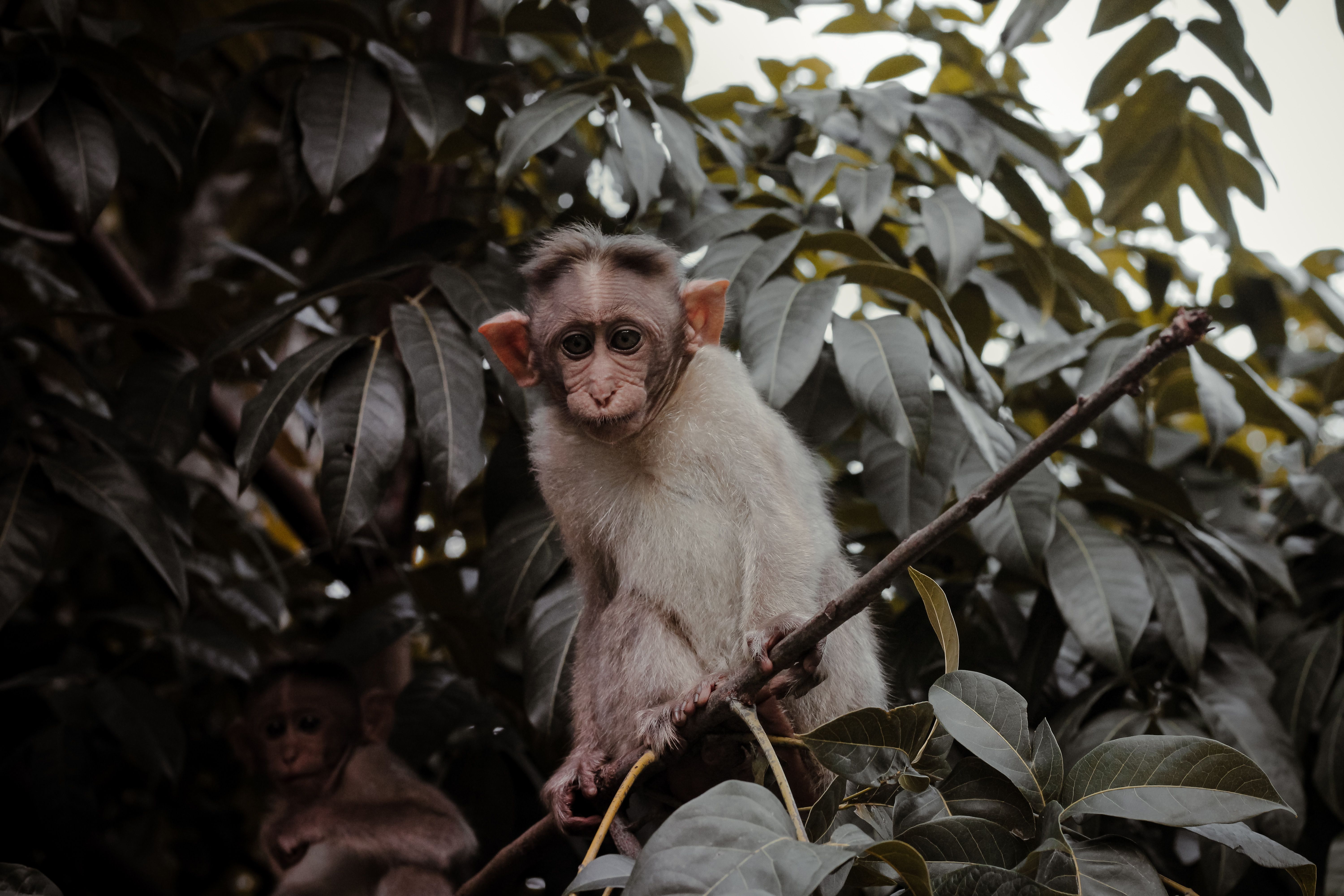 Young monkey perched on tree branch in jungle · Free Stock Photo