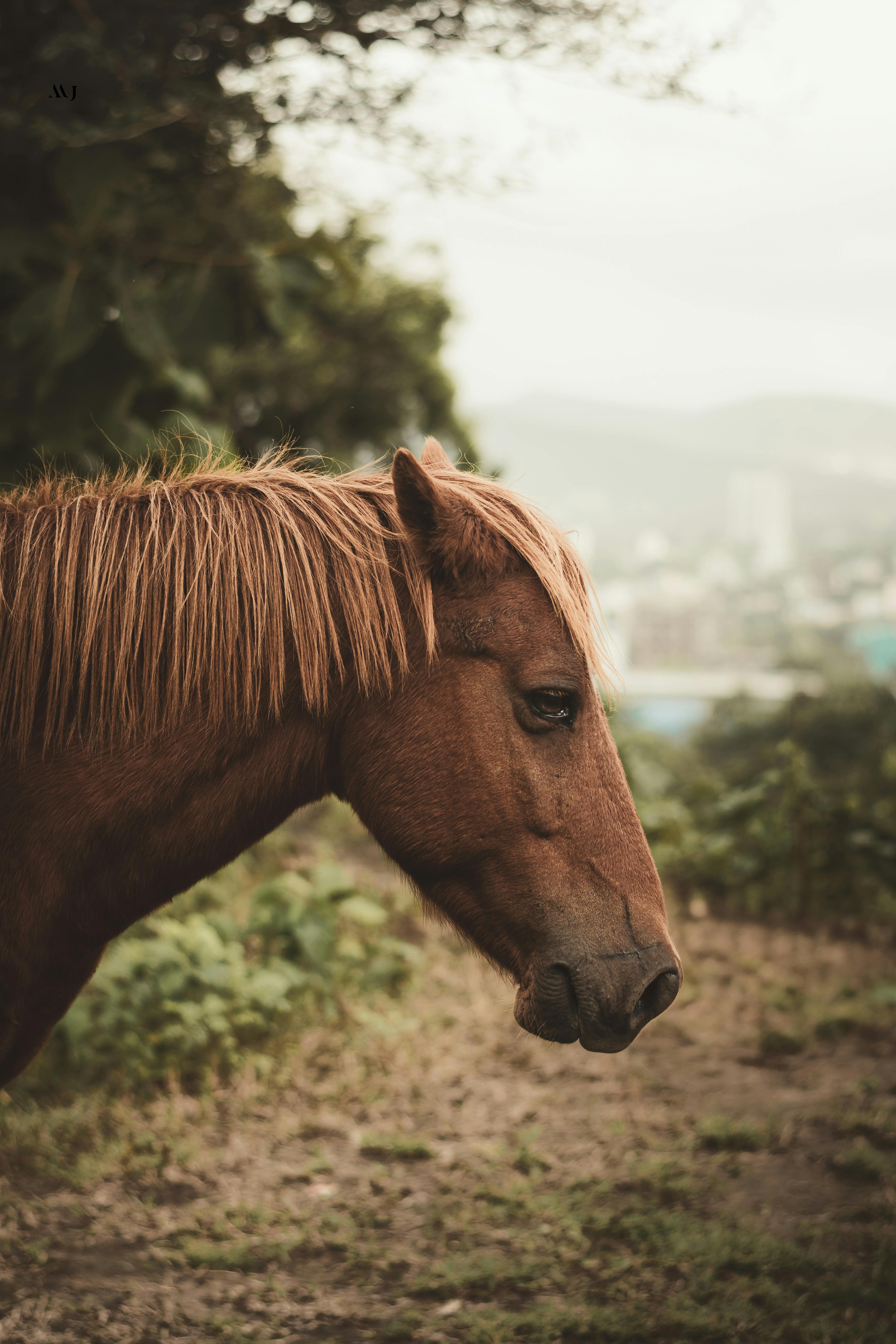 Portrait of a Brown Horse in Countryside Setting · Free Stock Photo
