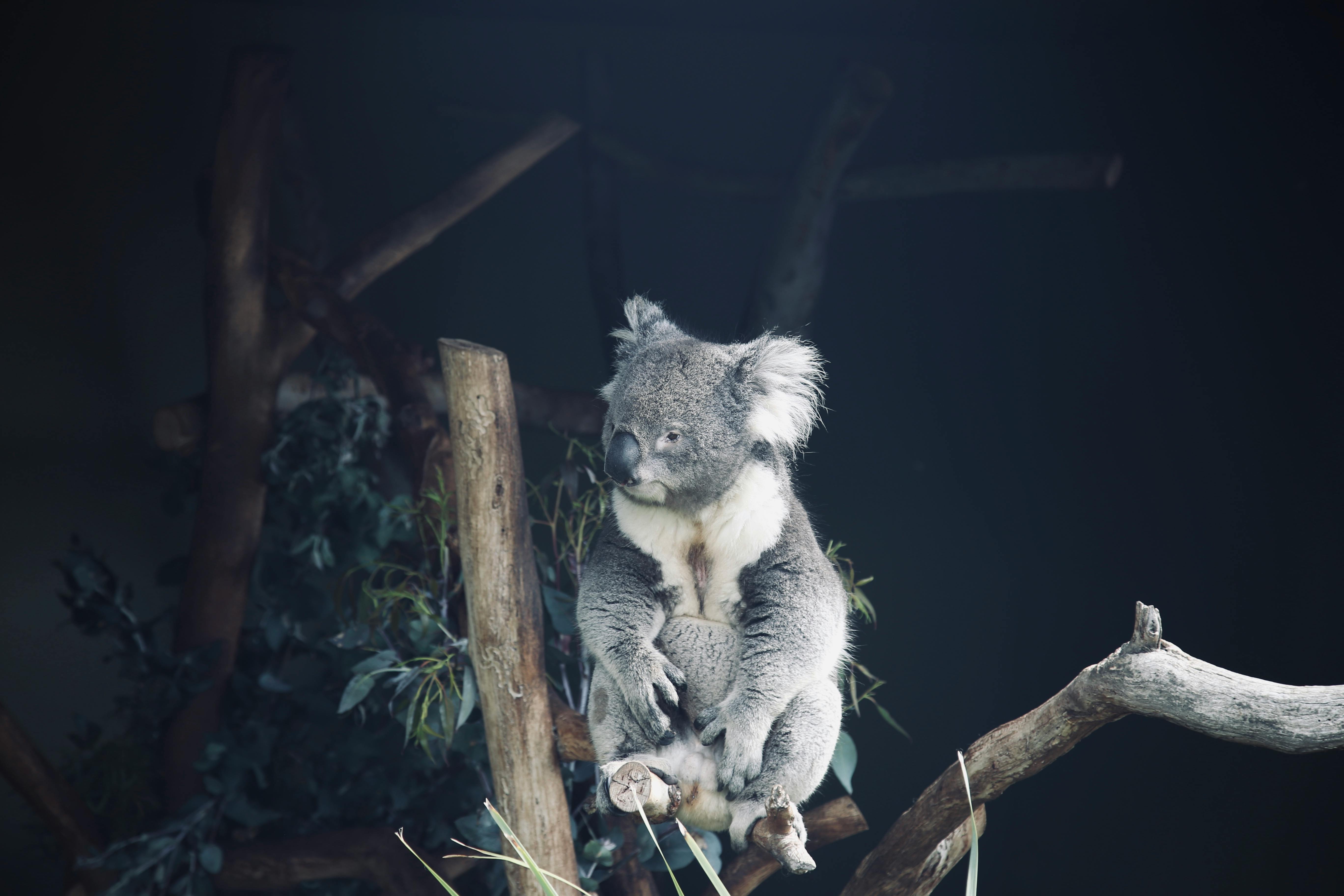 Koala Bear on Wood · Free Stock Photo