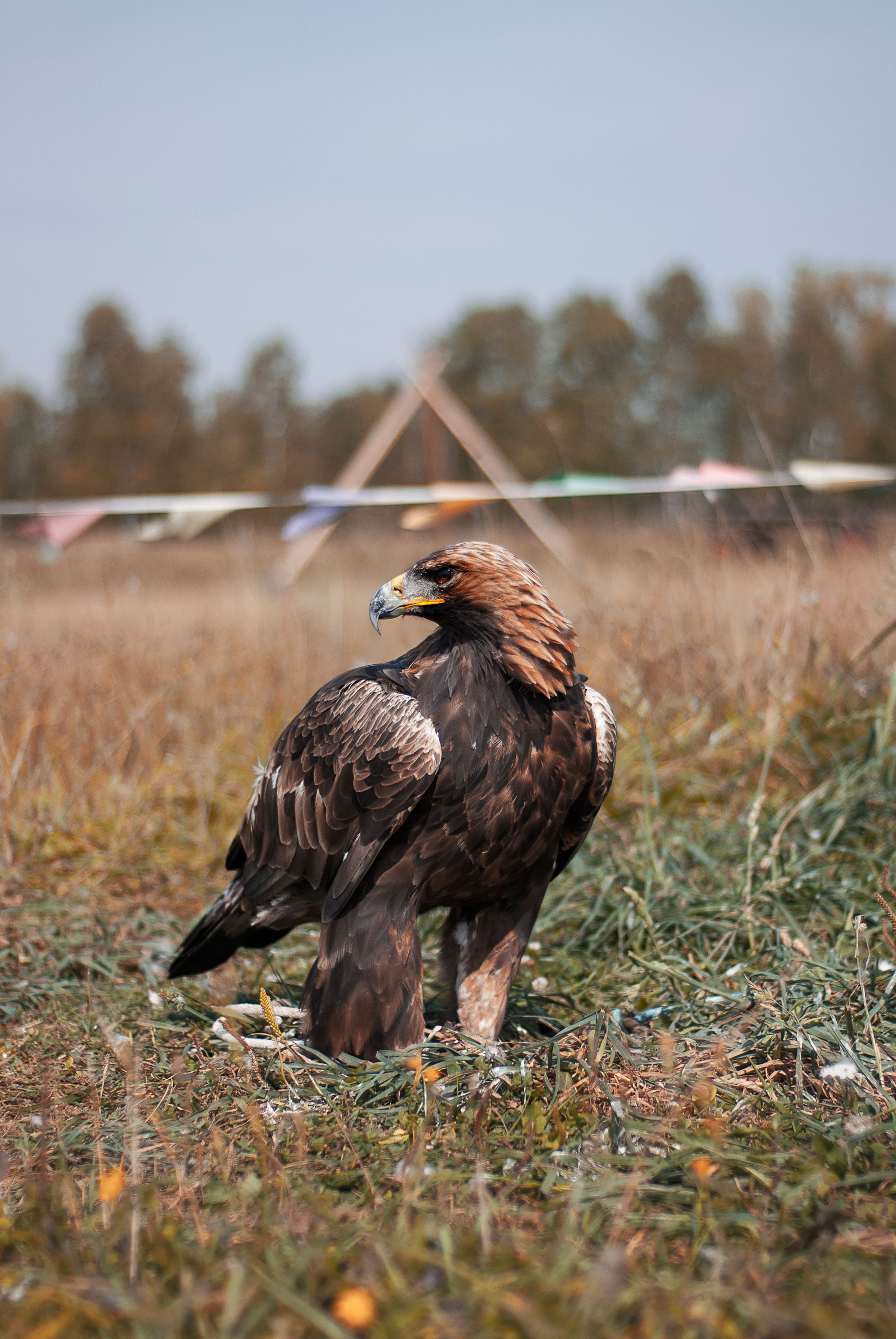 Golden Eagle in Natural Habitat on a Grass Field · Free Stock Photo