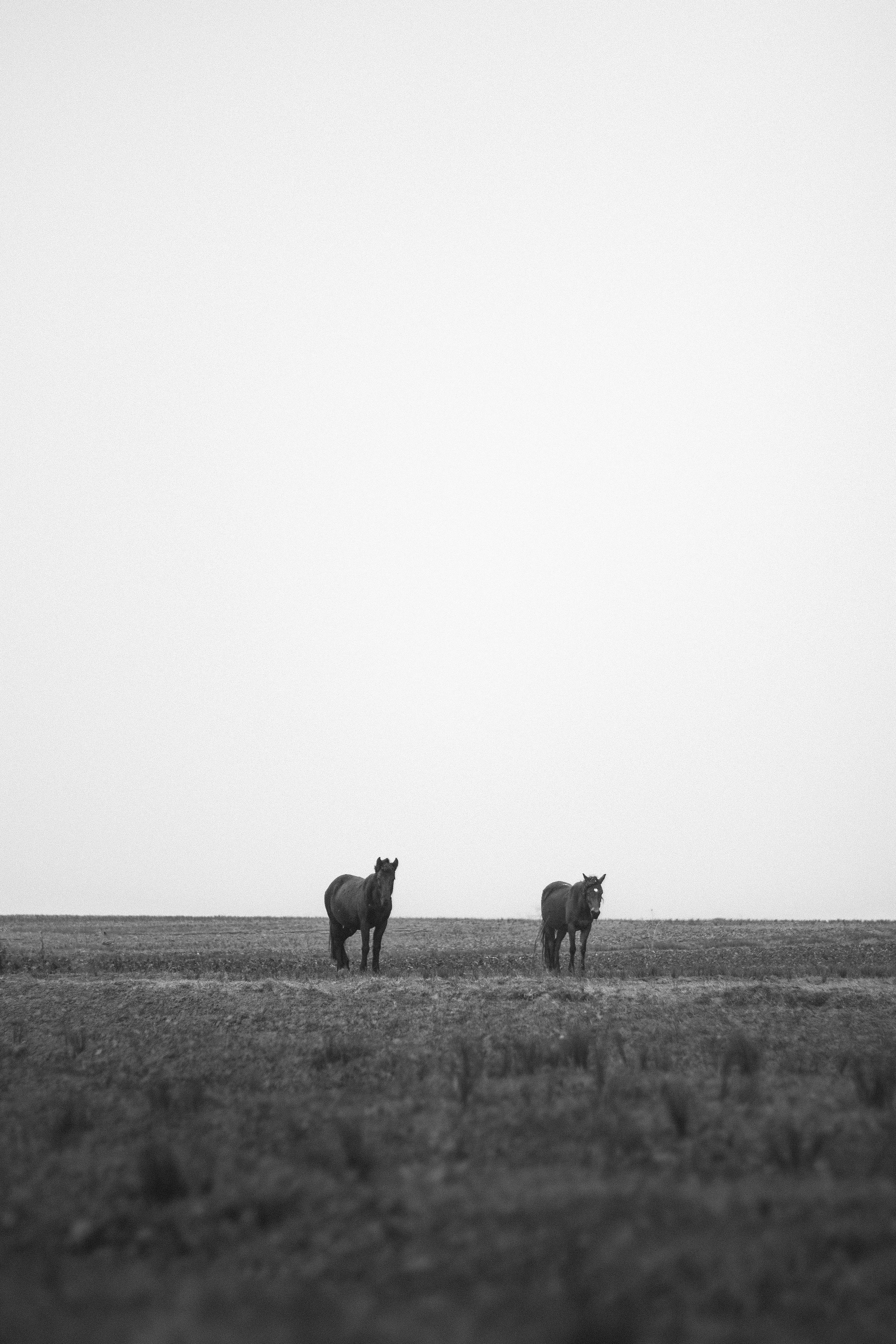 Quicktest Horses Photos, Download The BEST Free Quicktest Horses Stock ...