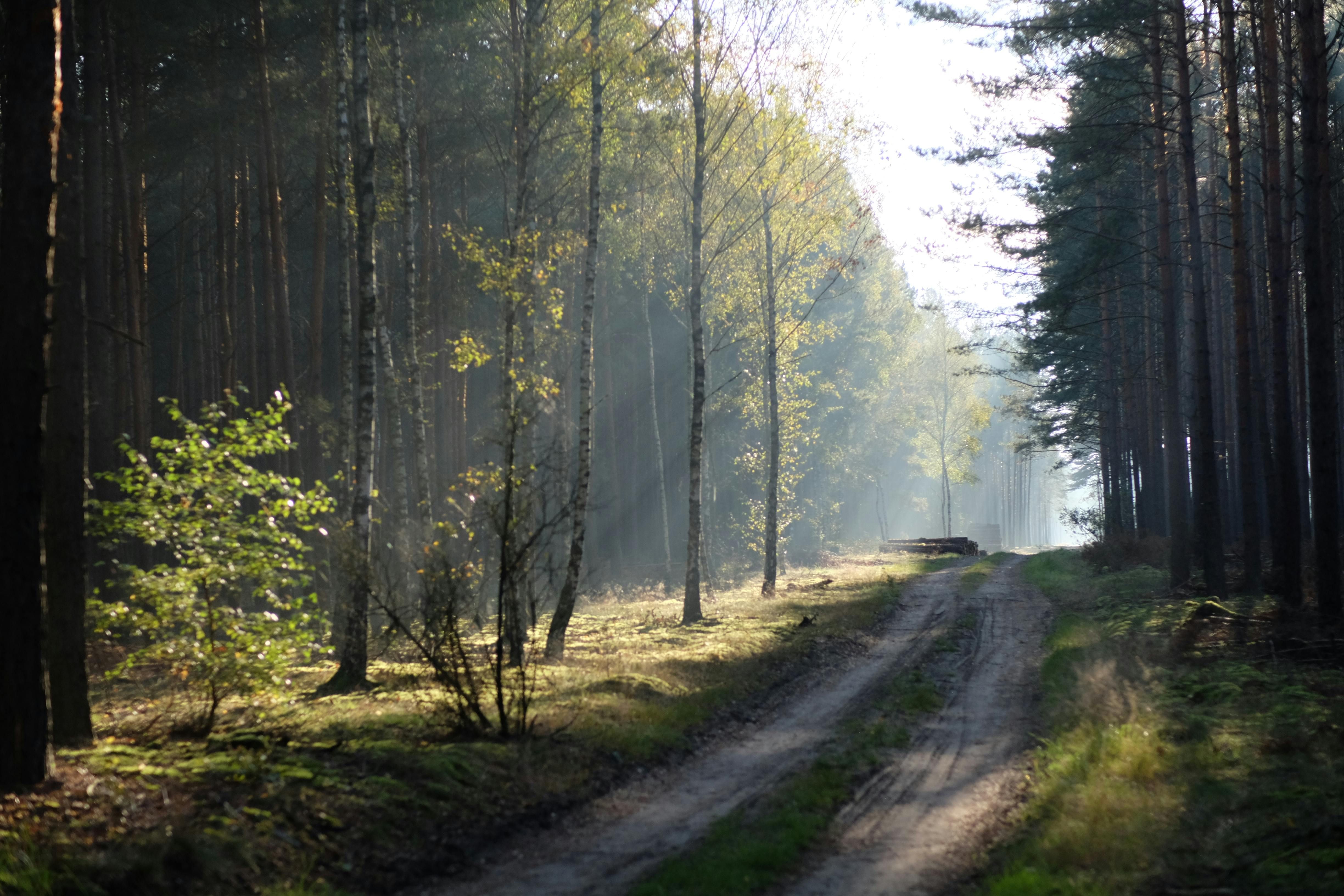 Sunlight peeking through trees in forest · Free Stock Photo