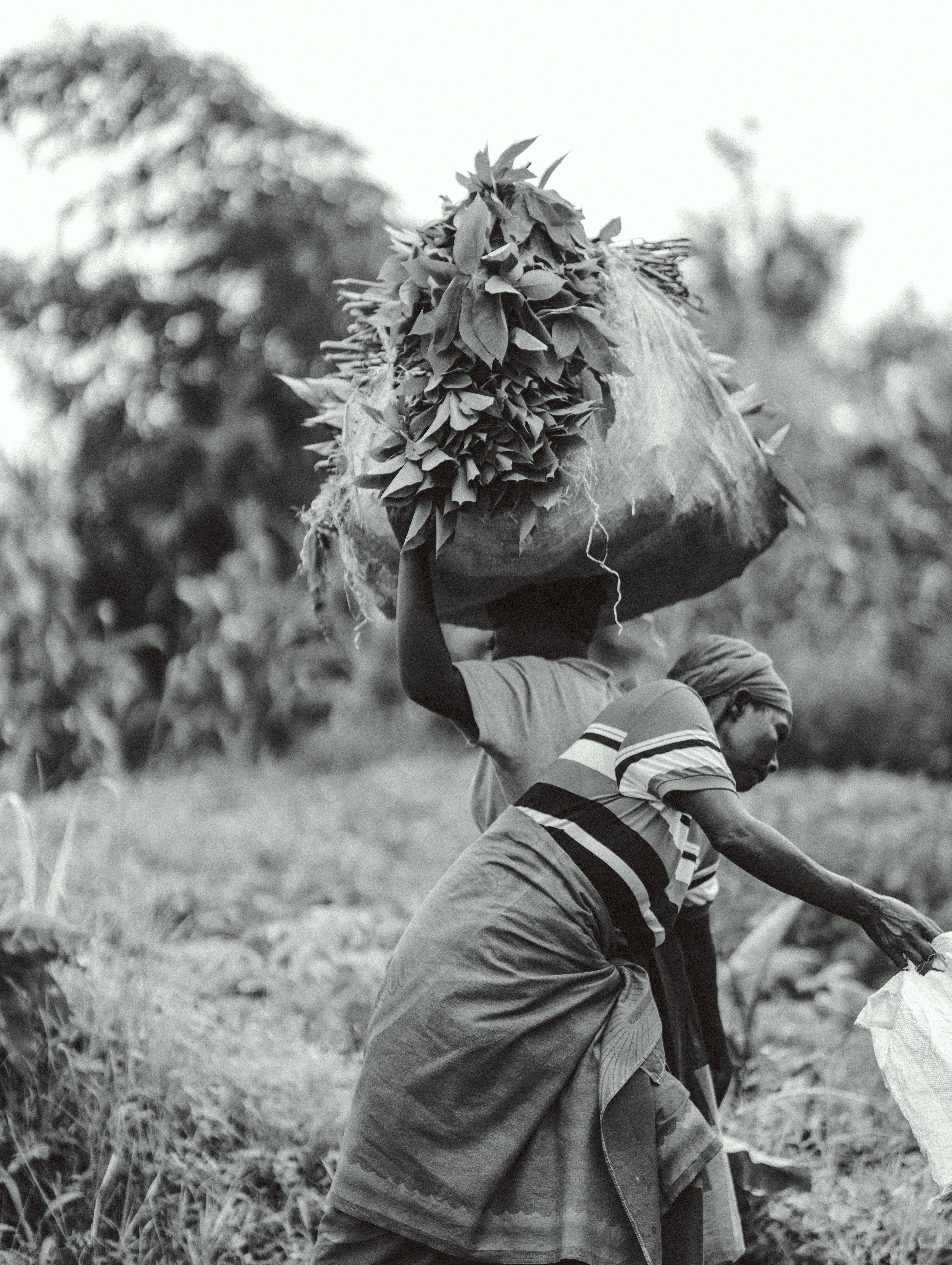 Harvesting Crops Photos, Download The BEST Free Harvesting Crops Stock ...