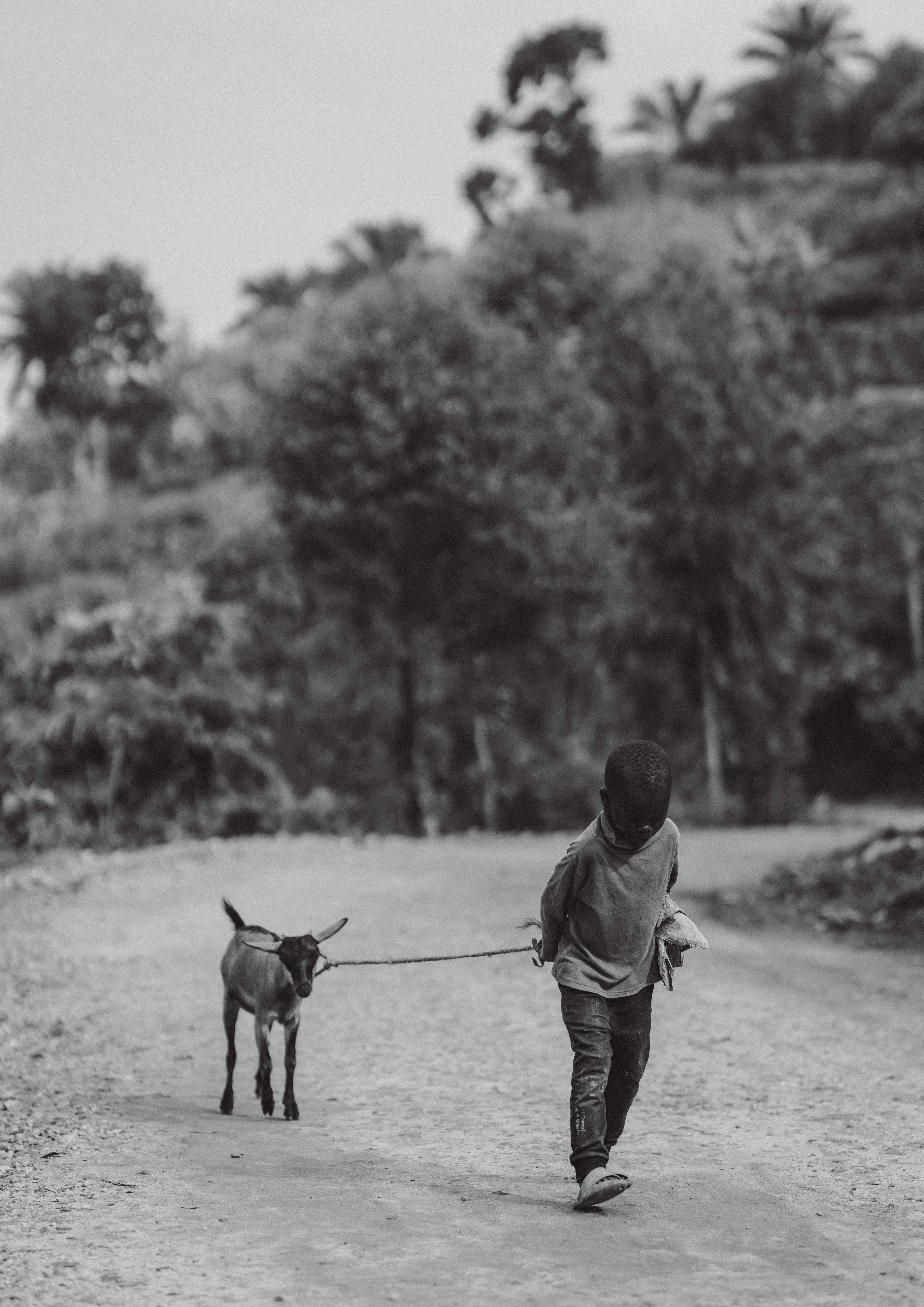 Child Walking Goat on Country Road · Free Stock Photo