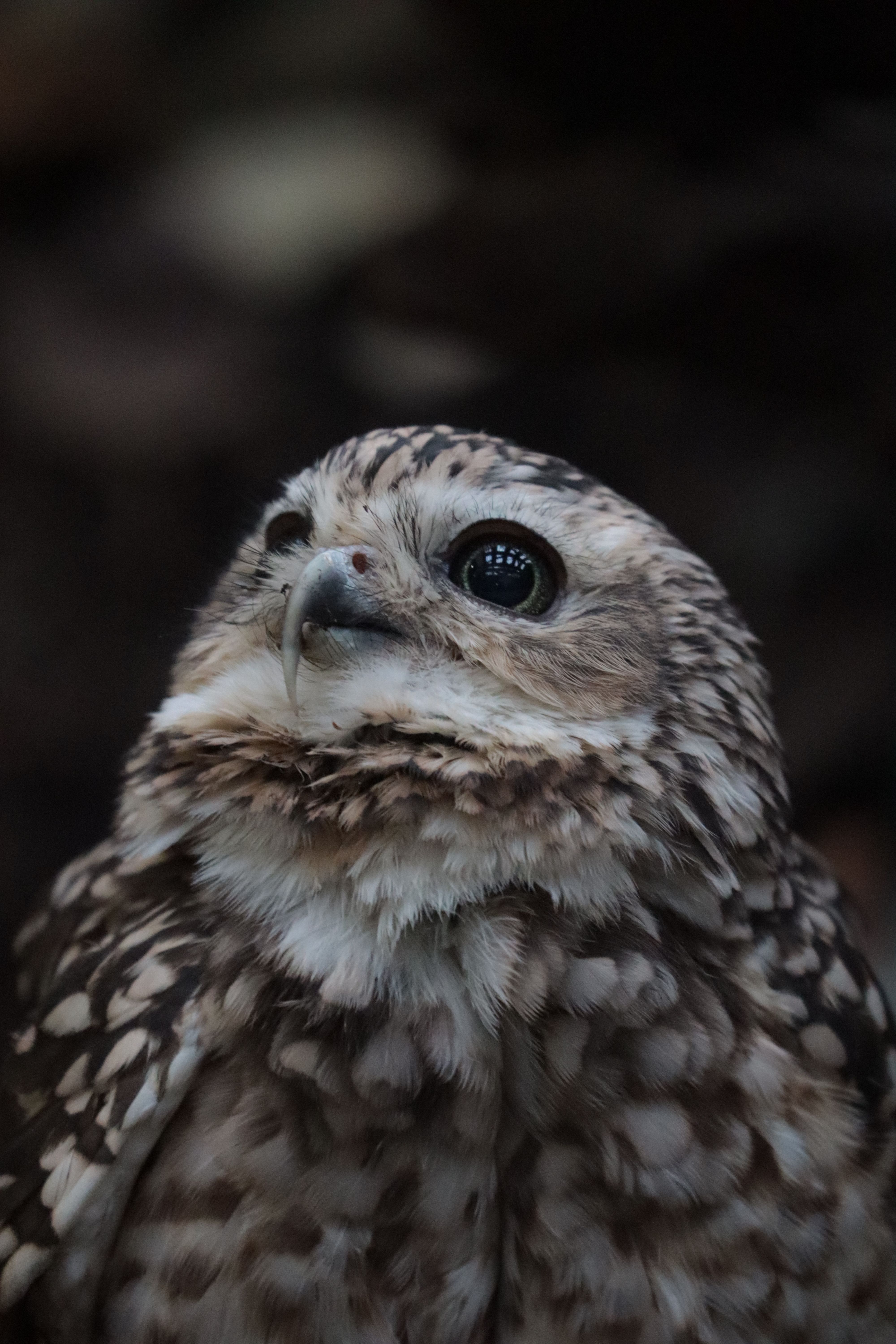 Close-up of a Burrowing Owl in Natural Habitat · Free Stock Photo