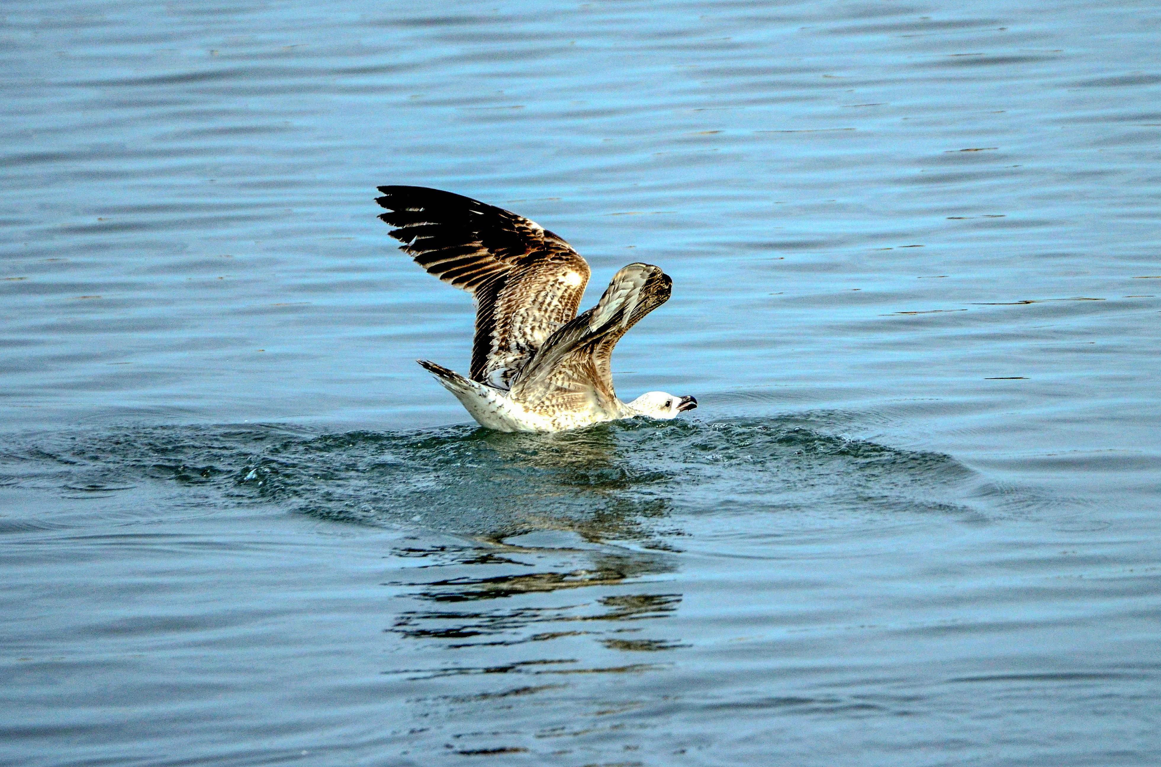 Seagull Landing Gracefully on Water · Free Stock Photo