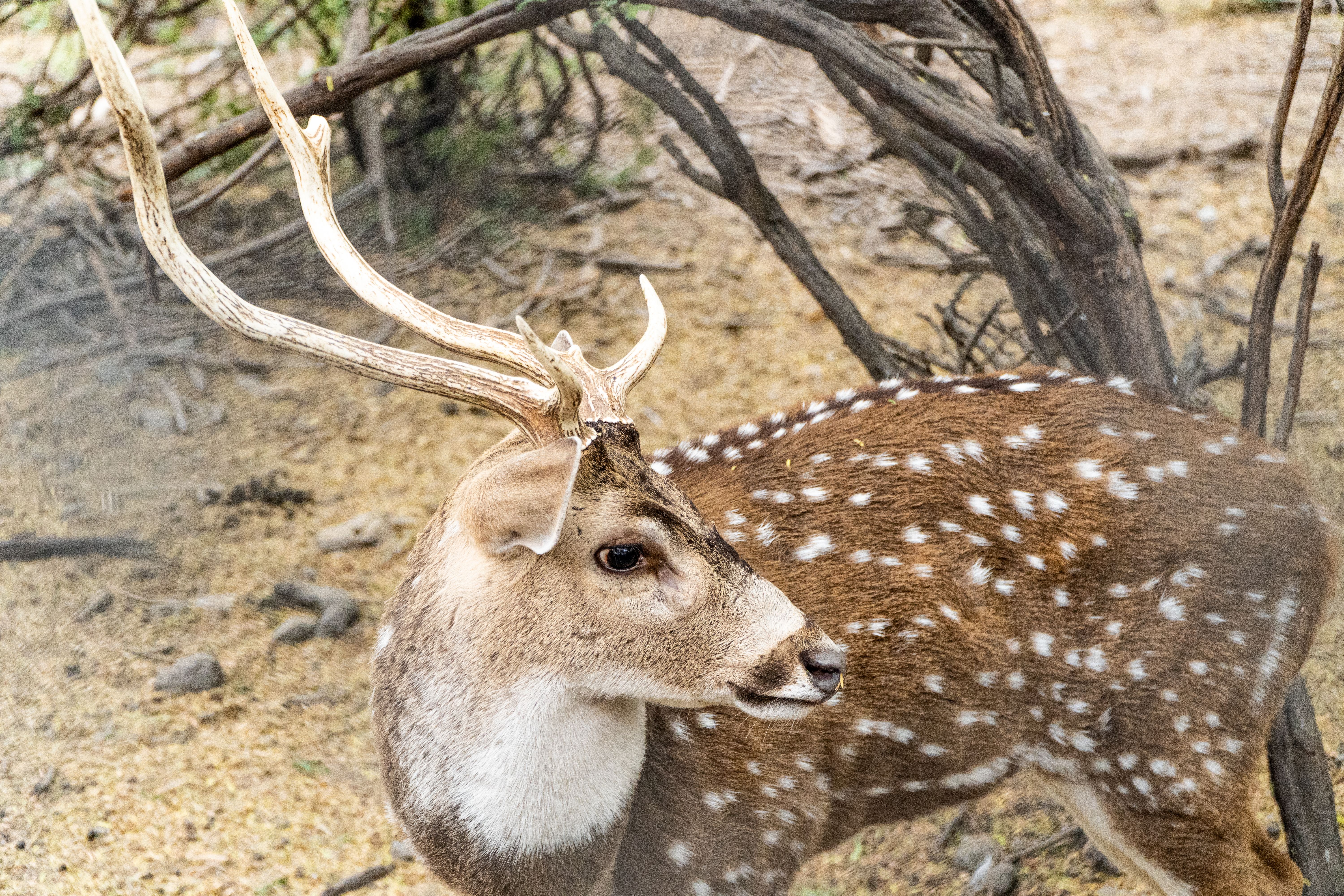 Brown and White Spotted Deer · Free Stock Photo