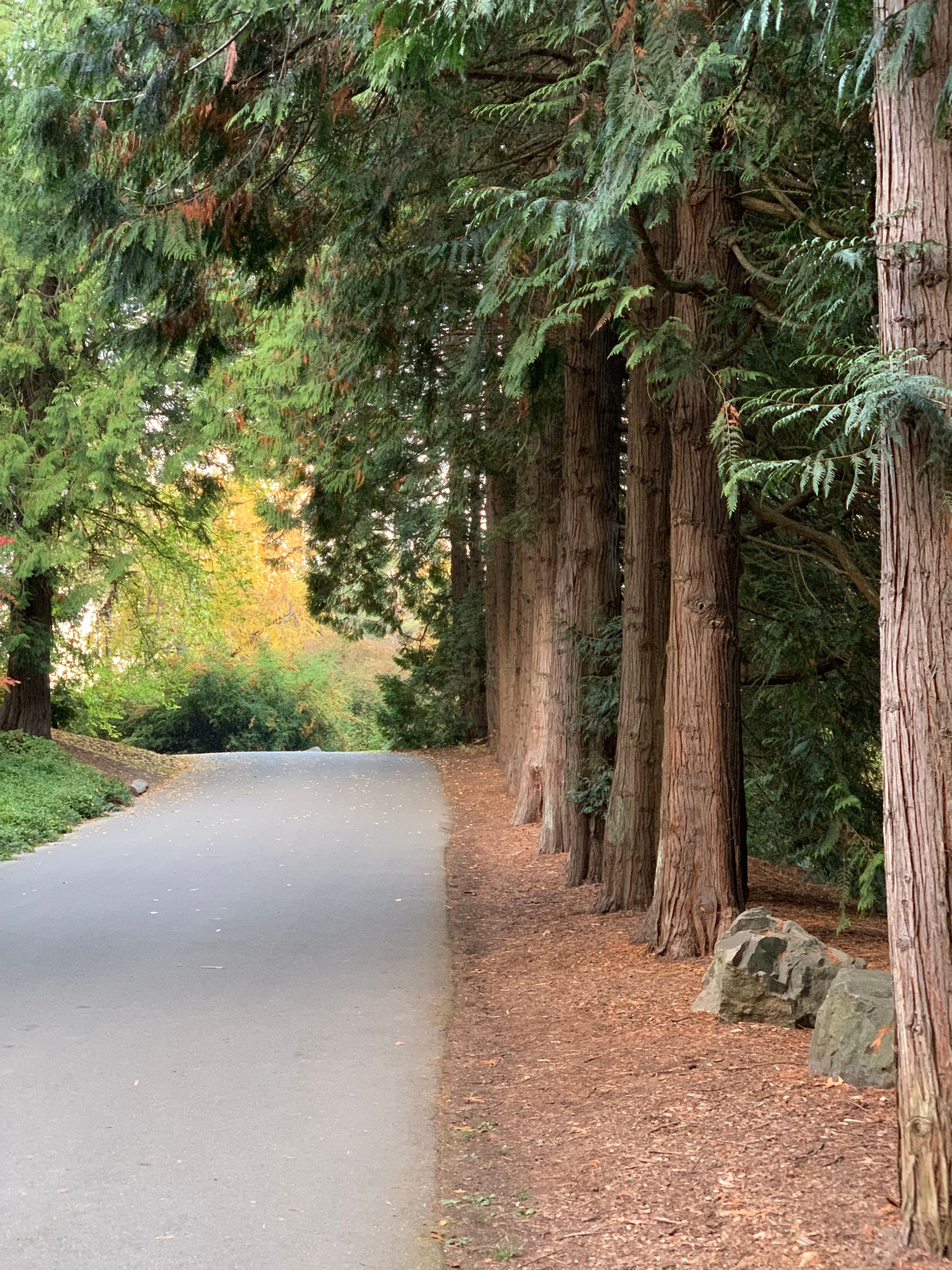 Serene Pathway Through Towering Redwood Forest · Free Stock Photo