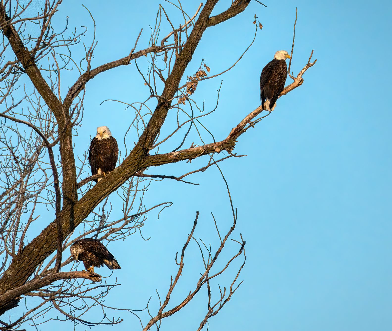 Are American Bald Eagles Extinct or Still Thriving Today?