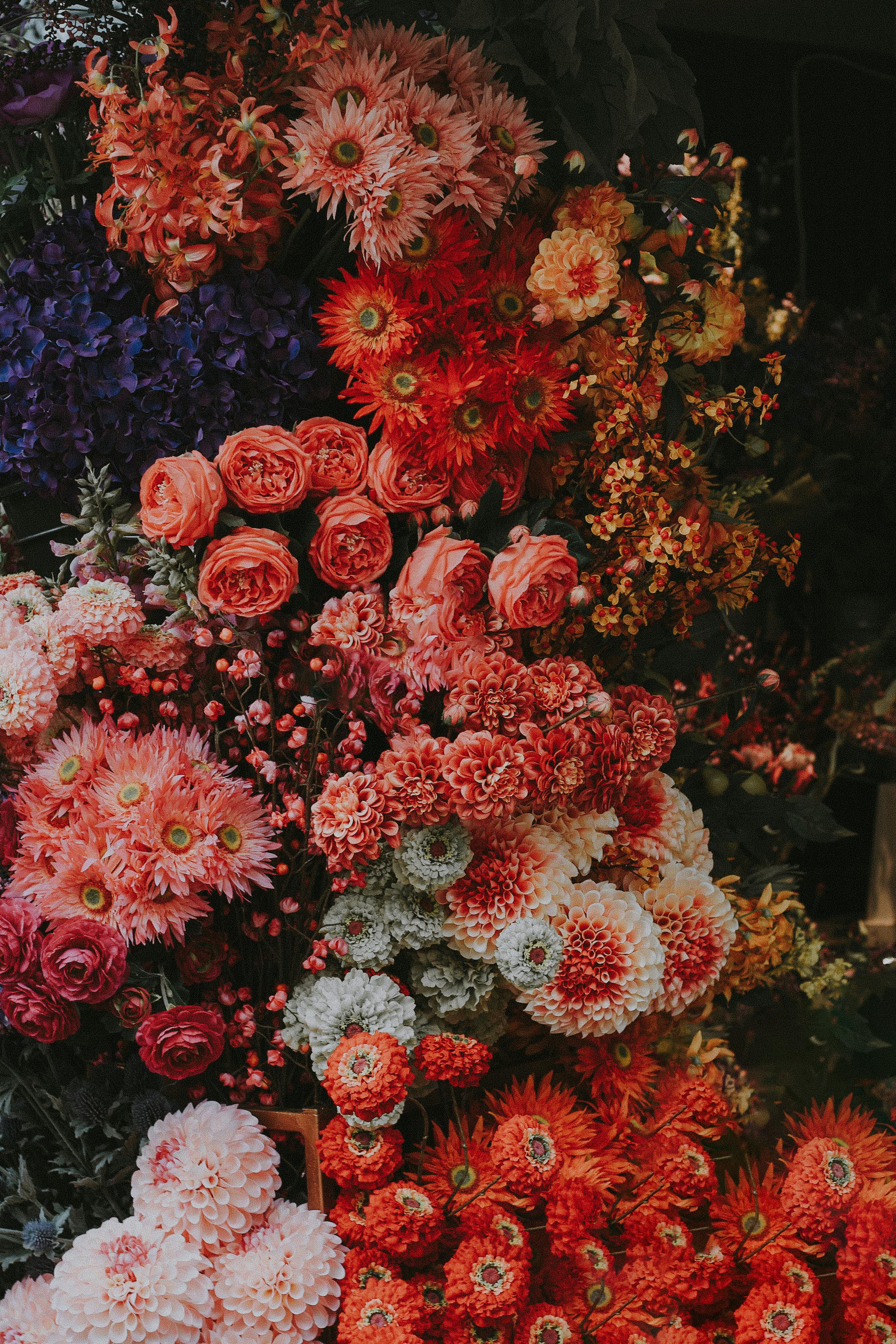 Vibrant Floral Display at Den Haag Market · Free Stock Photo