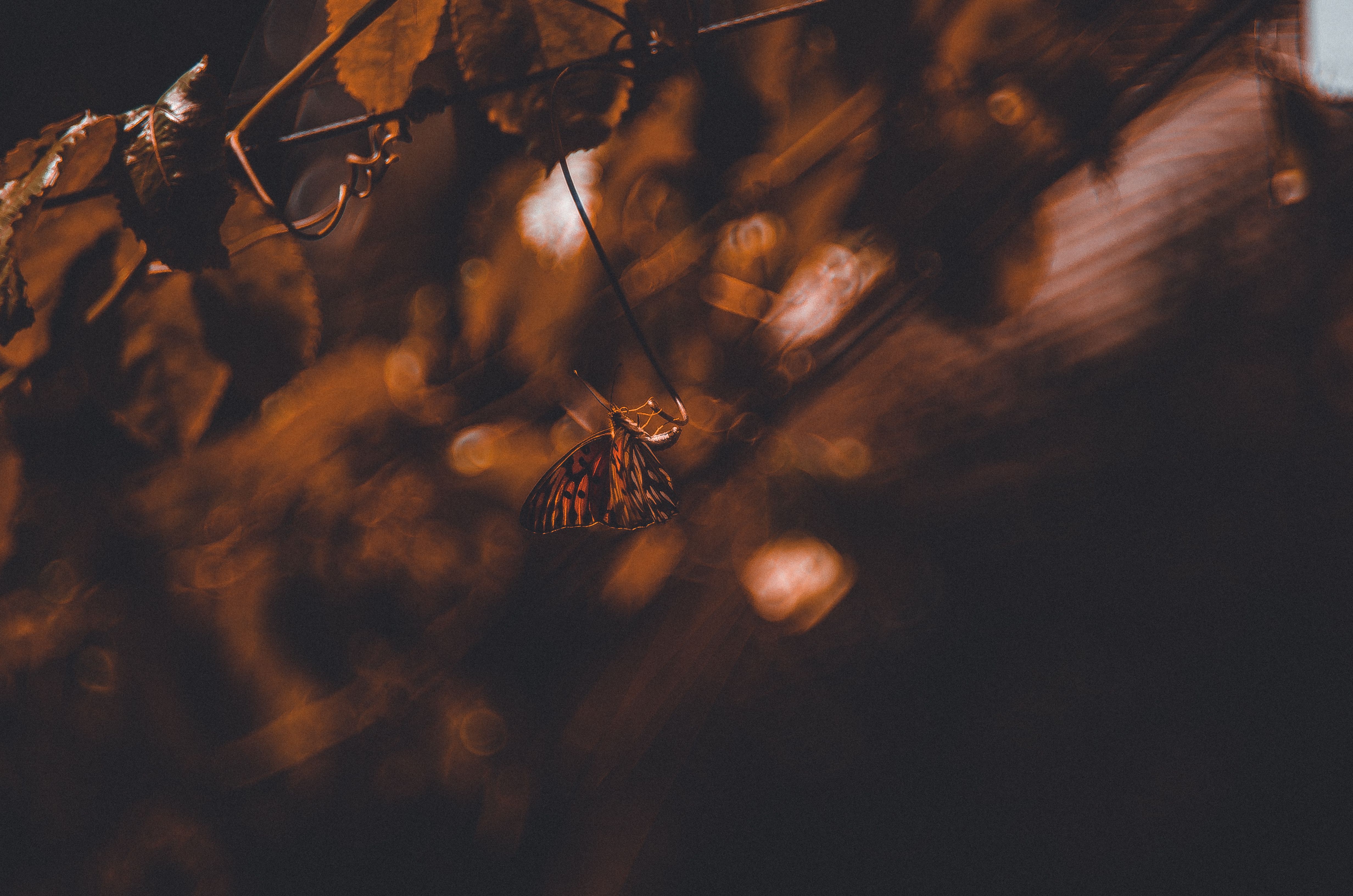 Butterfly Among Autumn Leaves in Rio · Free Stock Photo