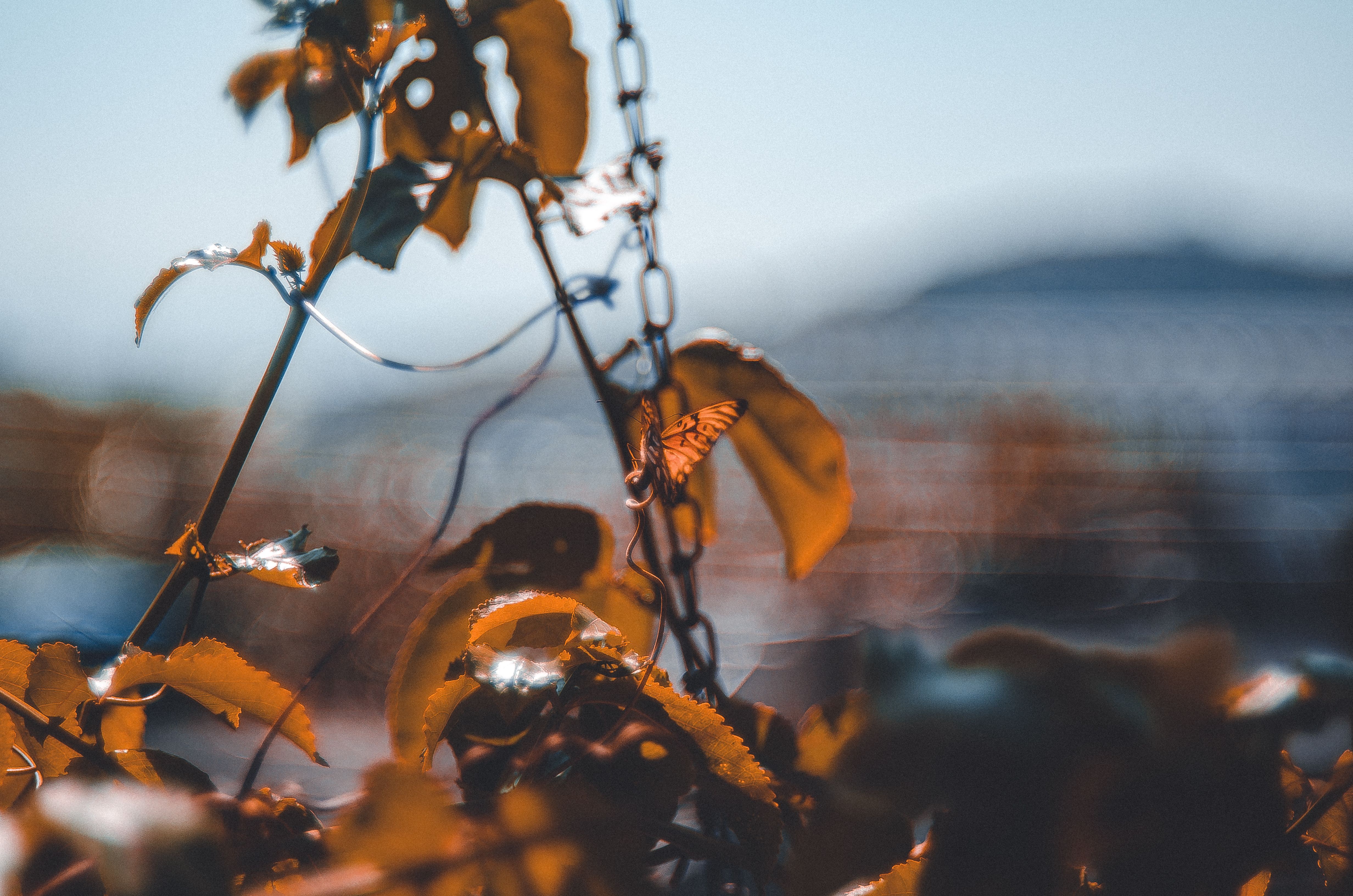 Butterfly Resting on Autumn Leaves in Rio · Free Stock Photo