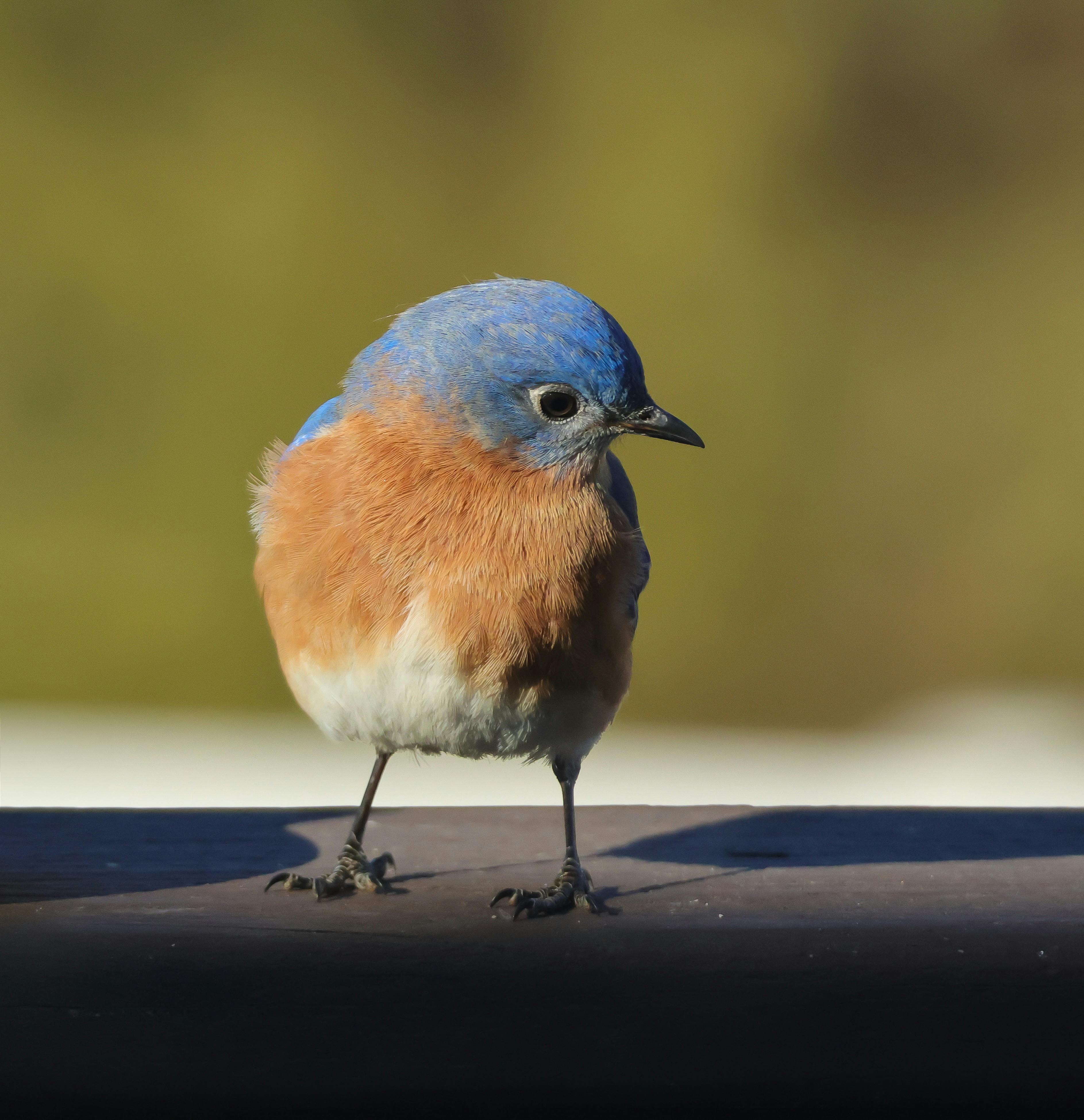 Close-up of Eastern Bluebird on Branch · Free Stock Photo