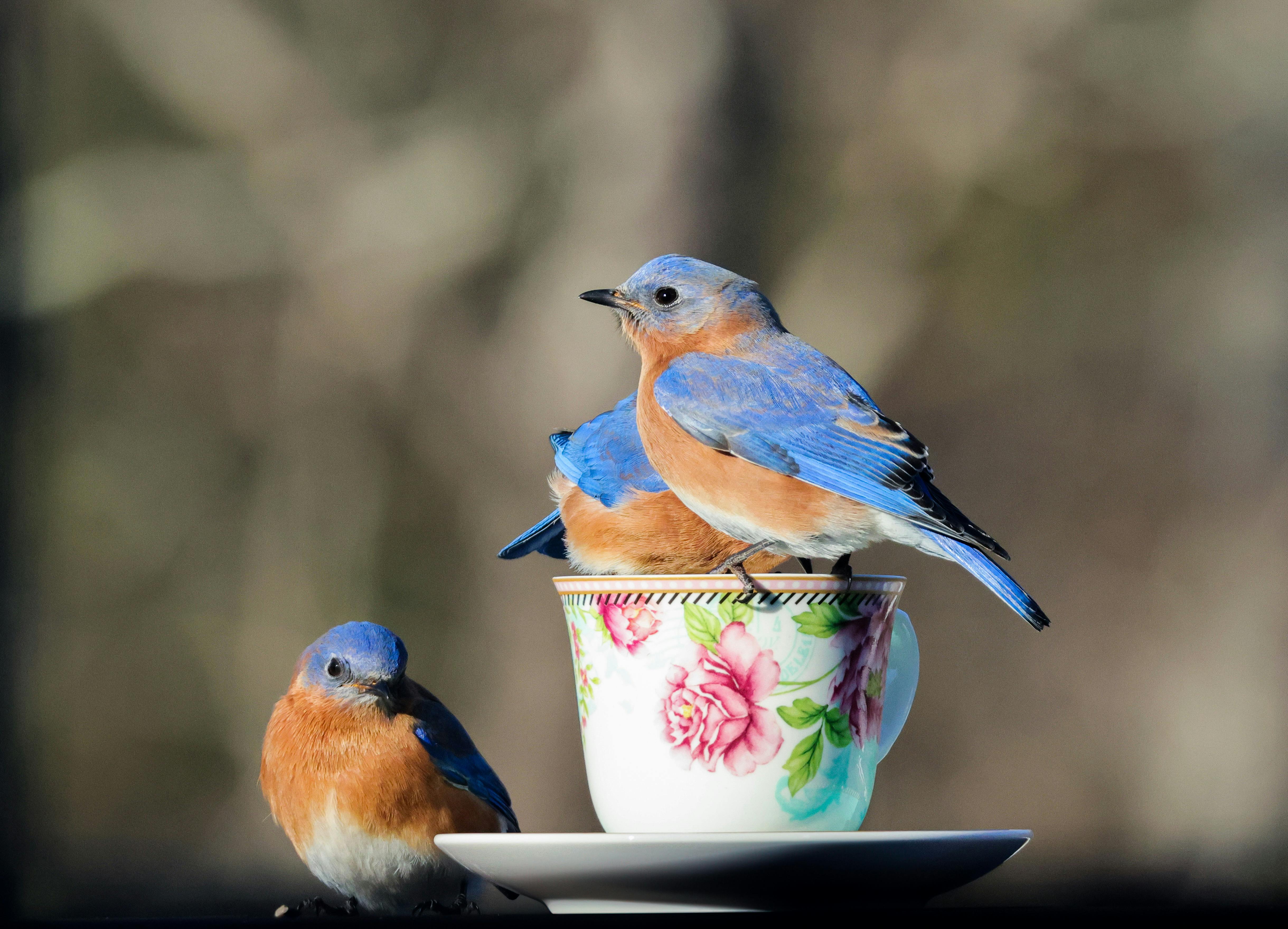 Birds In Teacup Photos, Download The BEST Free Birds In Teacup Stock ...