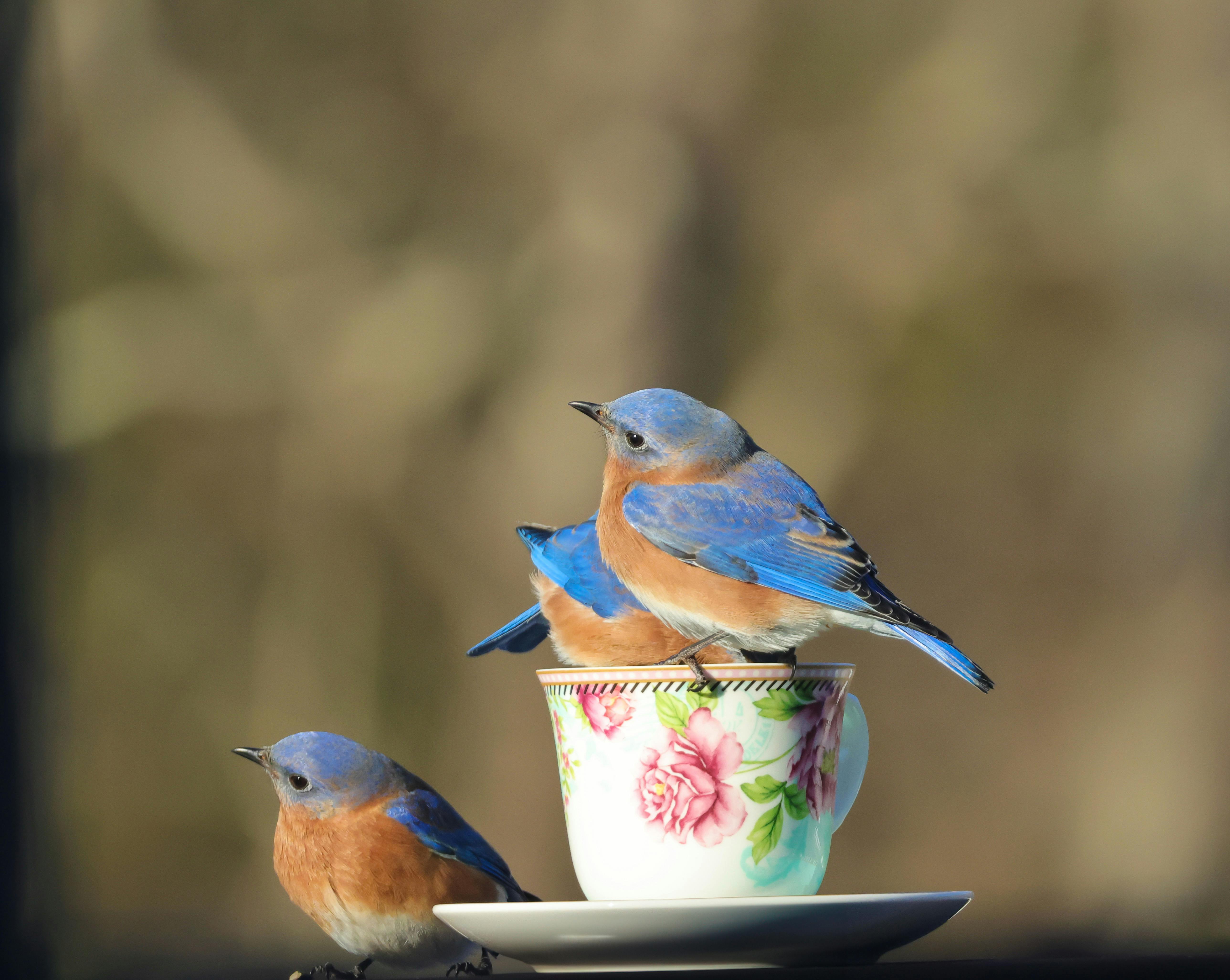 Eastern Bluebirds Perched on Floral Teacup · Free Stock Photo