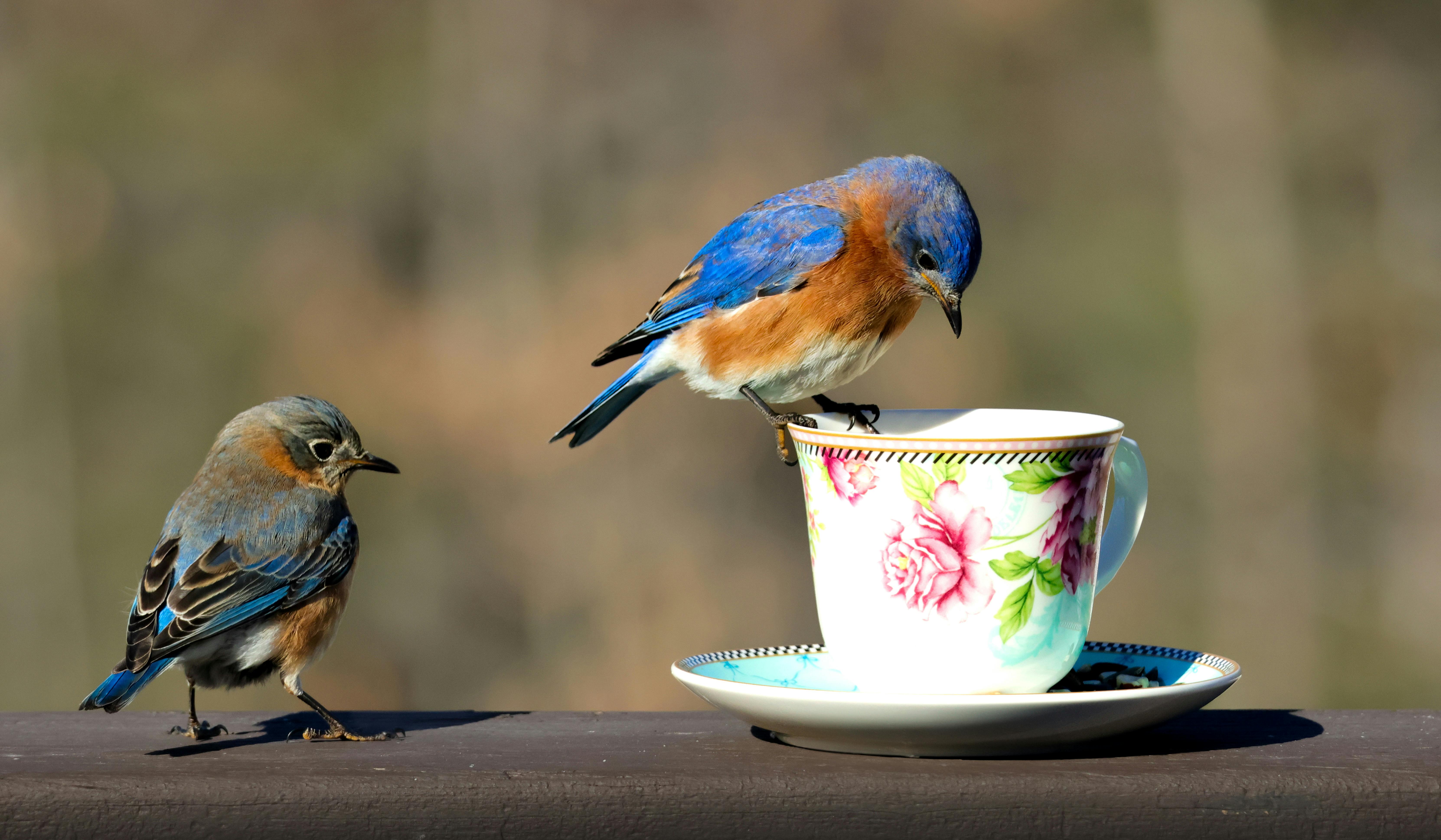 Birds In Teacup Photos, Download The BEST Free Birds In Teacup Stock ...