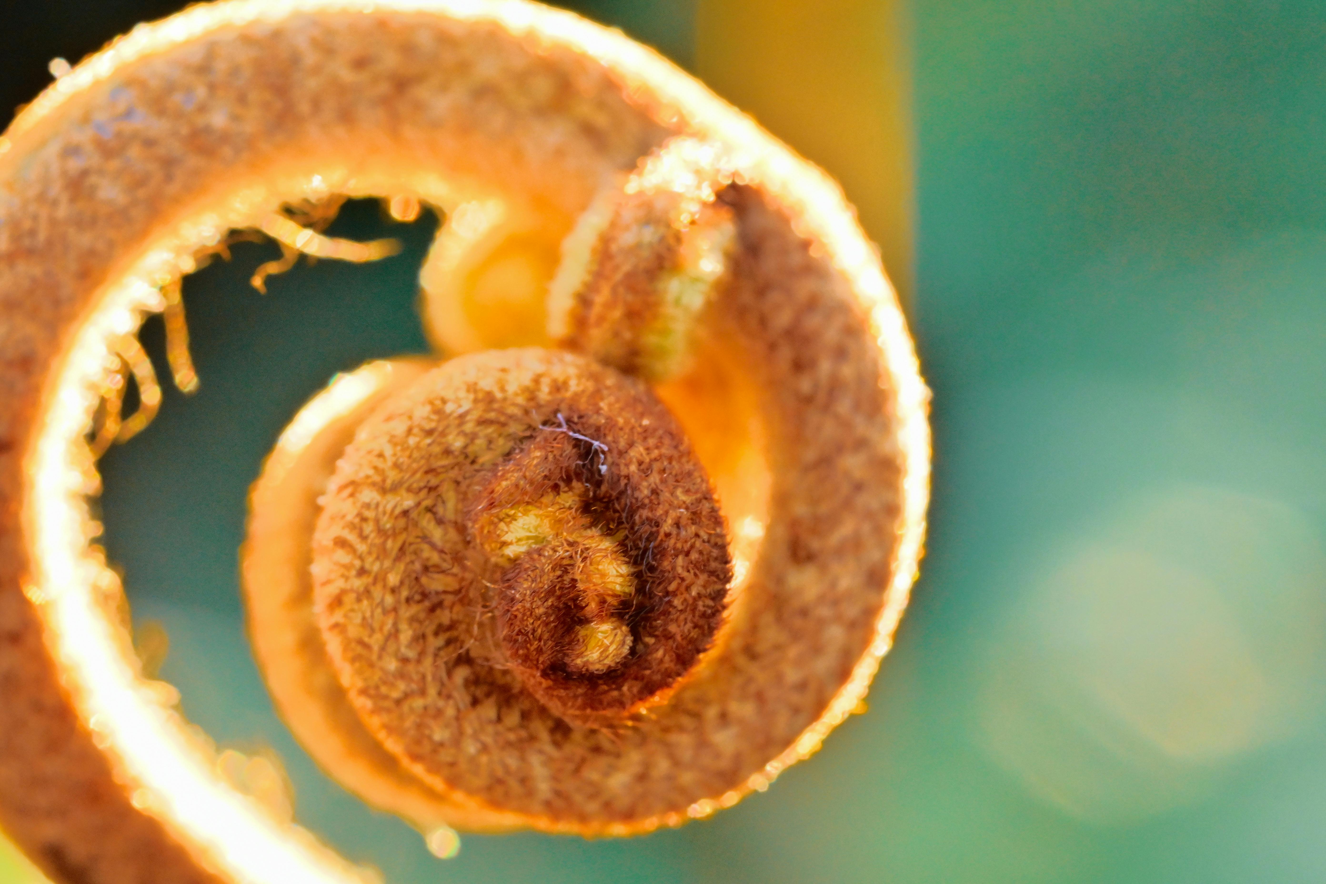 Macro Shot of Brown Fiddlehead Fern Curl · Free Stock Photo