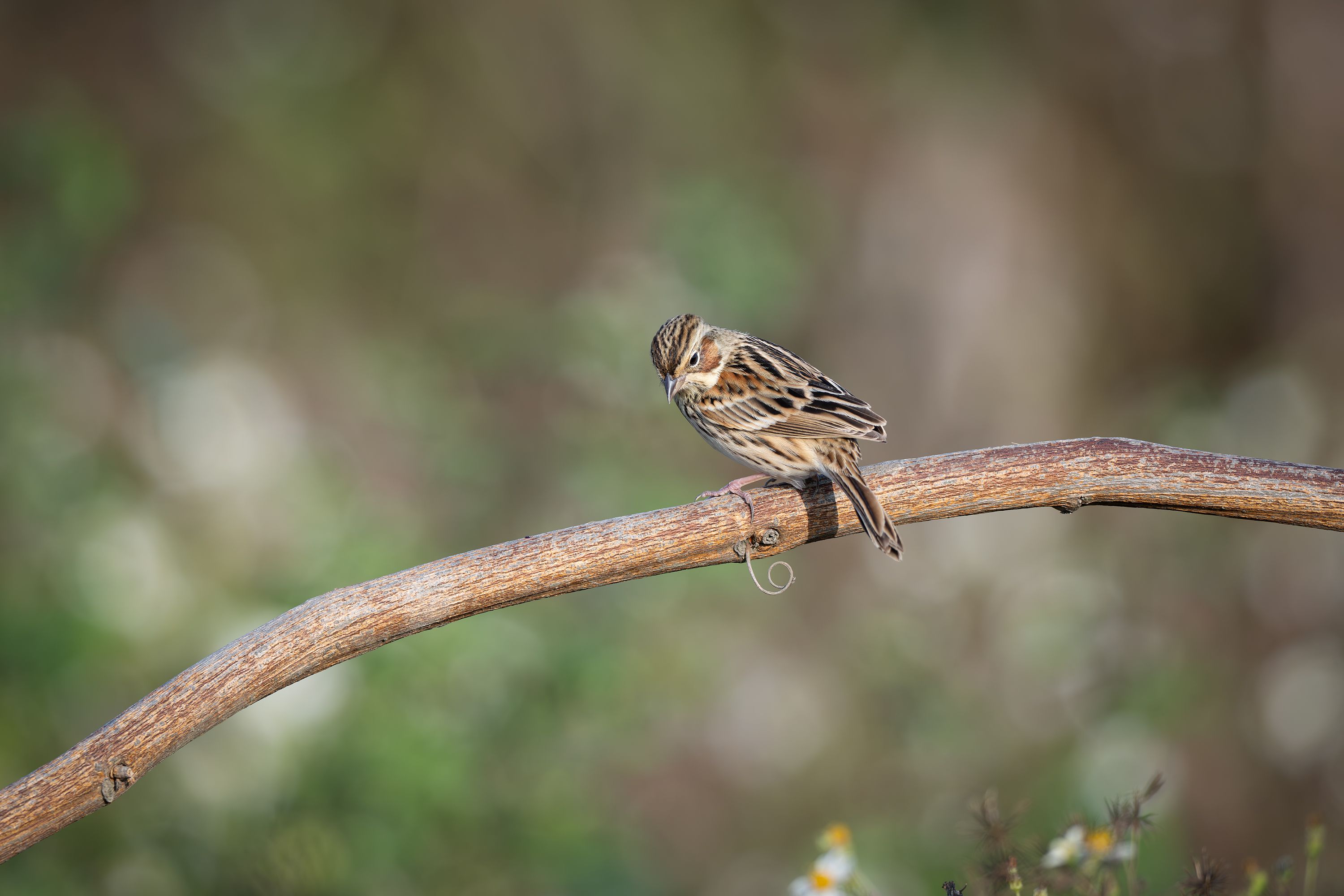 Sparrow perched on a branch in nature · Free Stock Photo