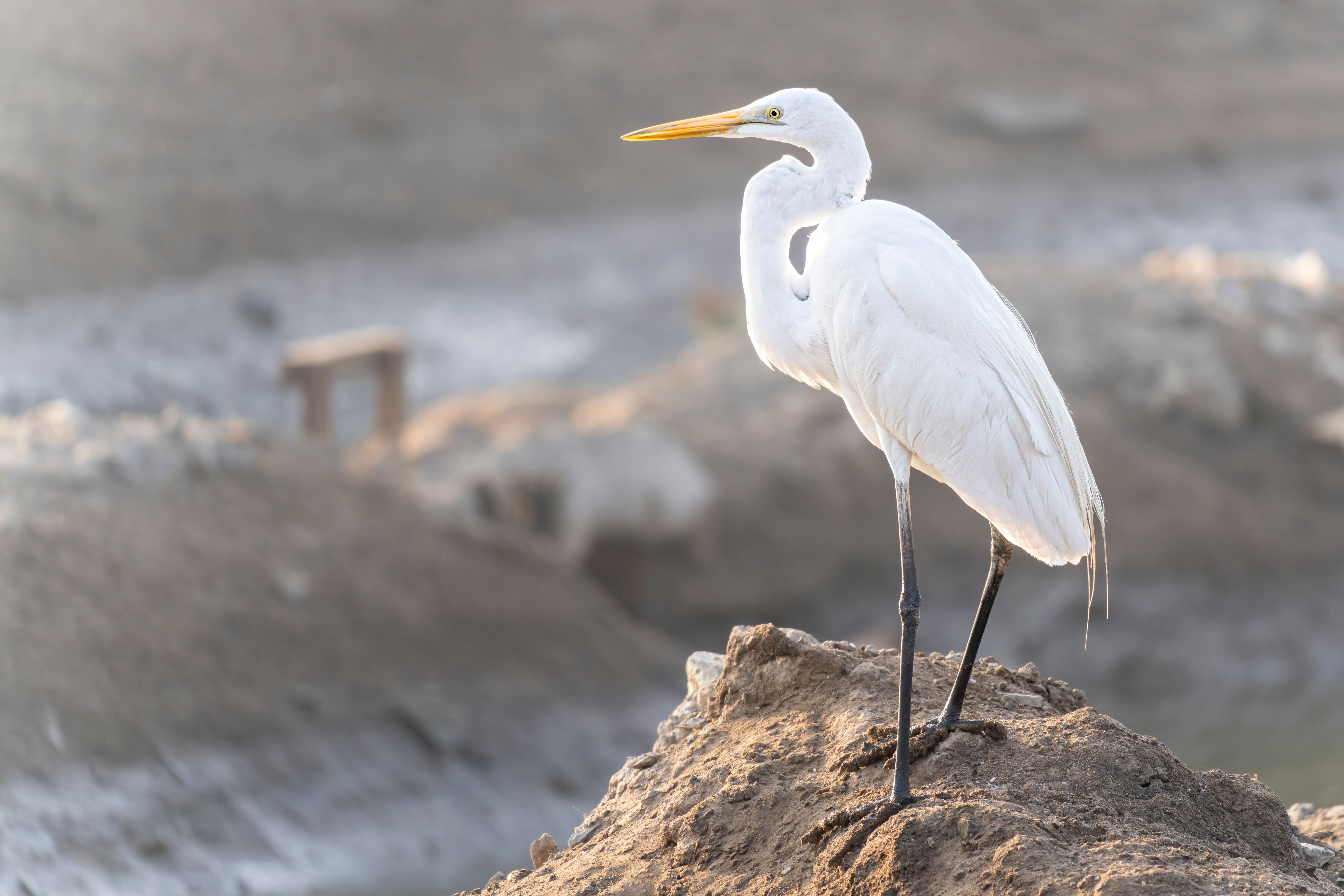 Majestic Great Egret in Natural Habitat in India · Free Stock Photo